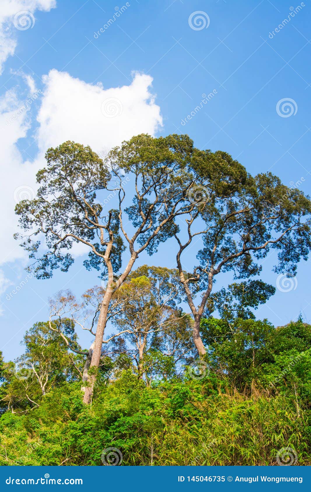 High Trees in the Forest with a Sky Background. Stock Image - Image of ...