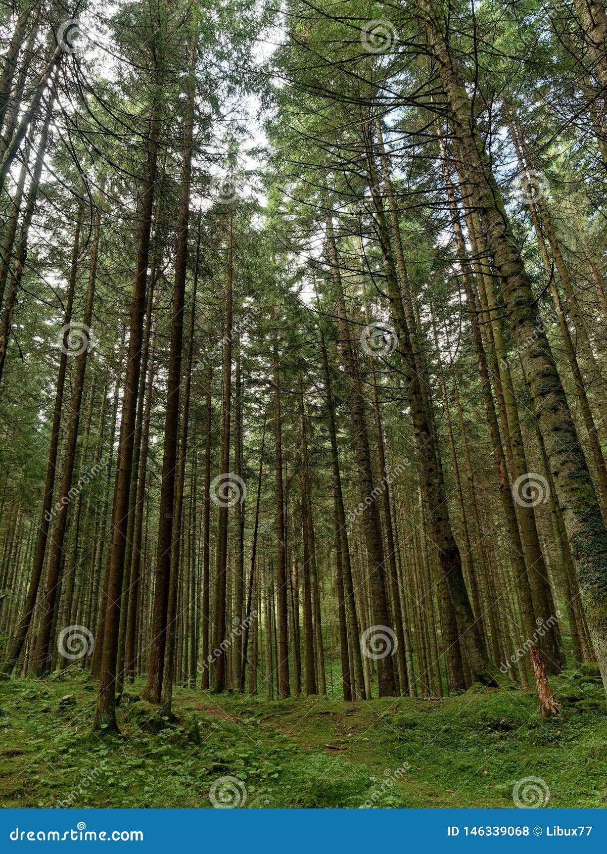 High Trees in the Forest Wood Stock Photo - Image of tree, leaf: 146339068