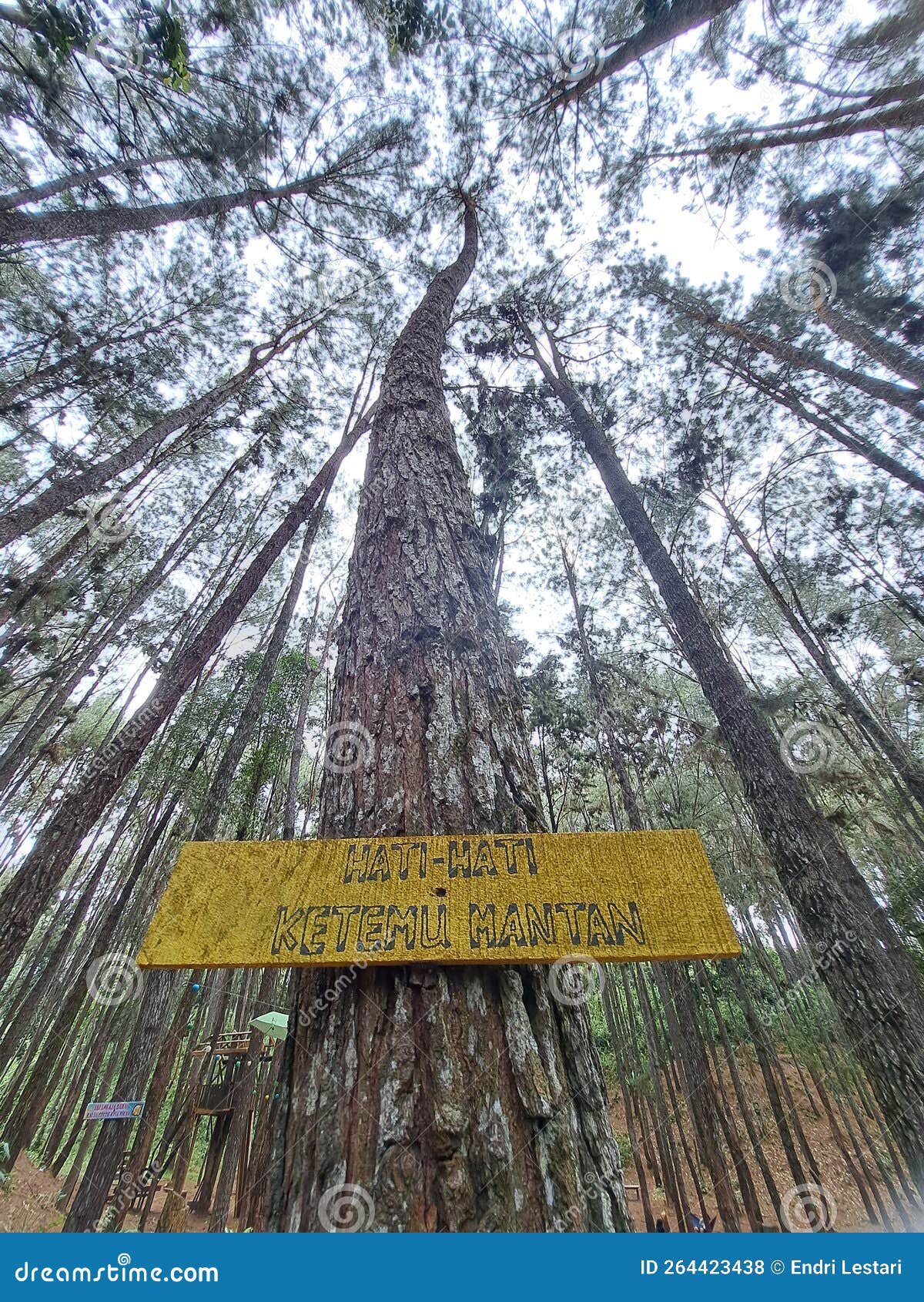 High Trees at the Lush Forrest Editorial Stock Photo - Image of trees ...