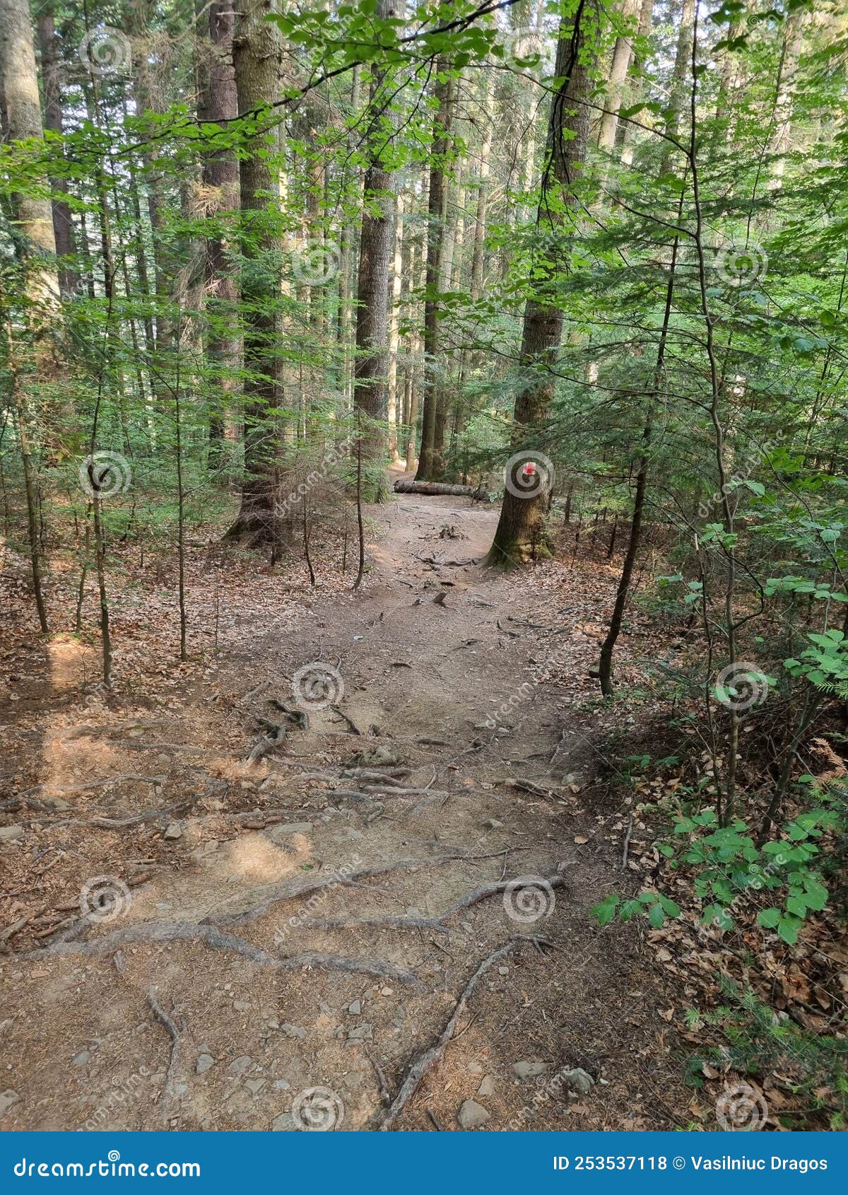 High trees mountain view stock photo. Image of woodland - 253537118