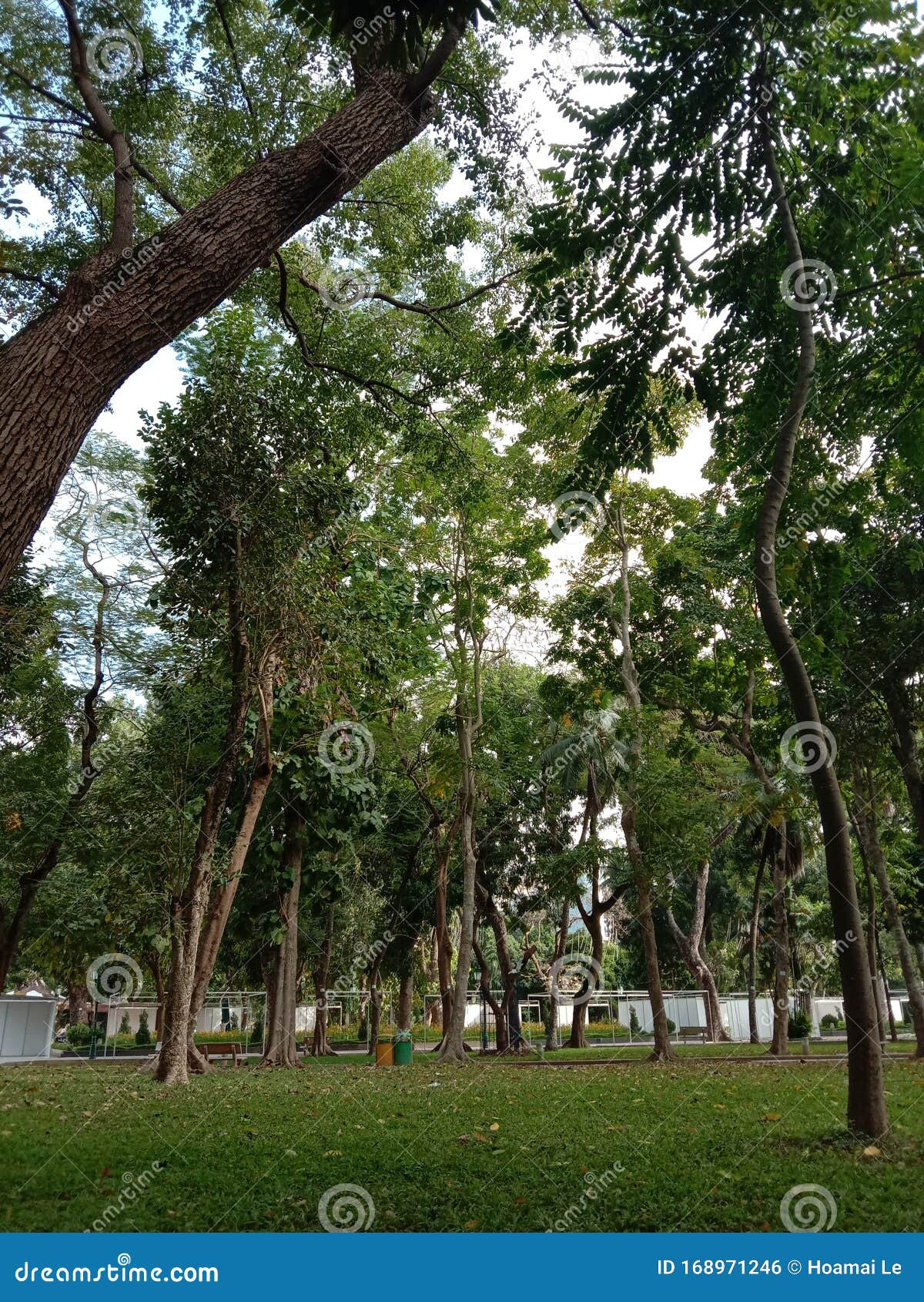 High trees at park stock photo. Image of park, place - 168971246