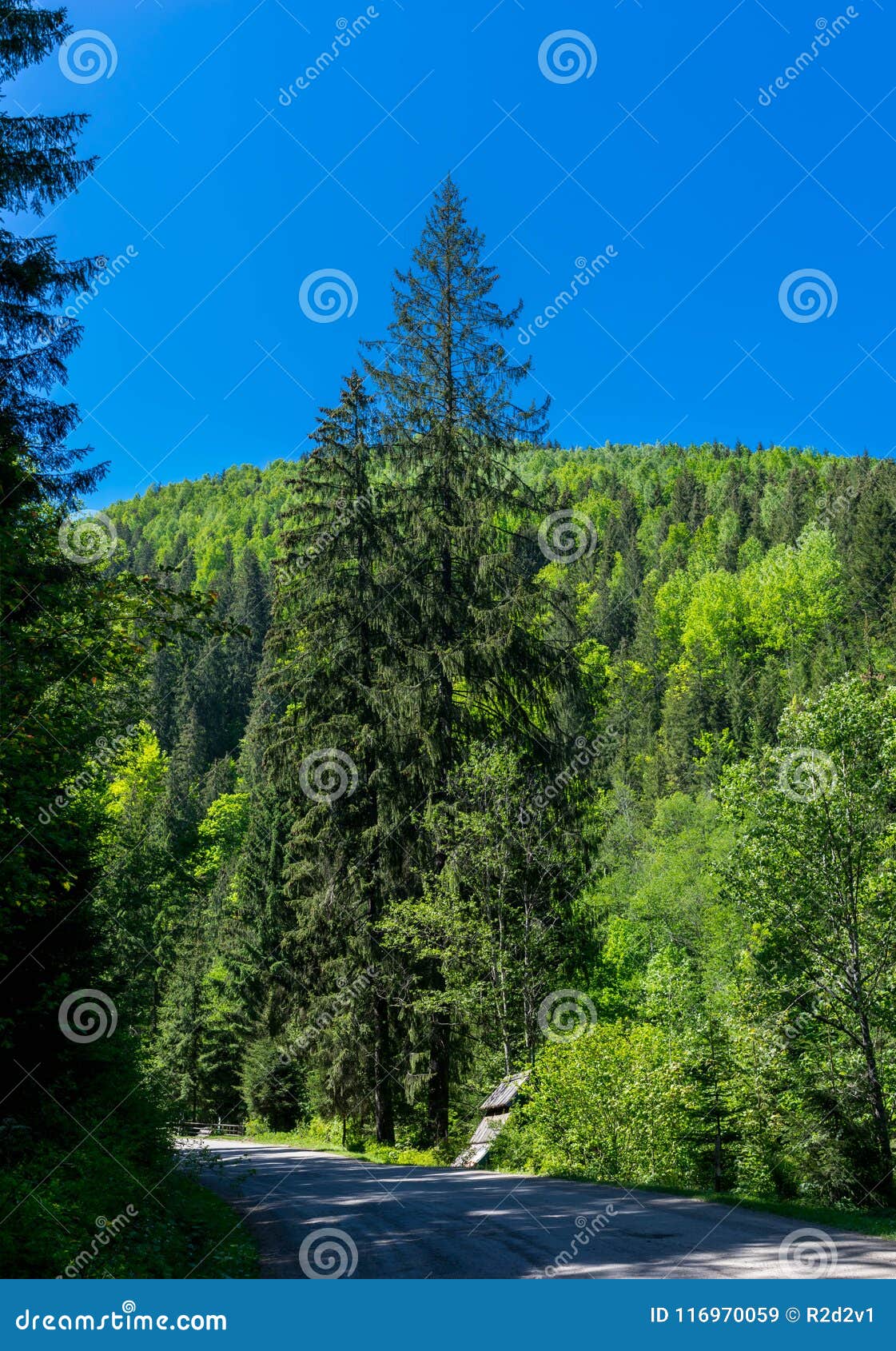 High trees by the road stock image. Image of barn, outdoor - 116970059