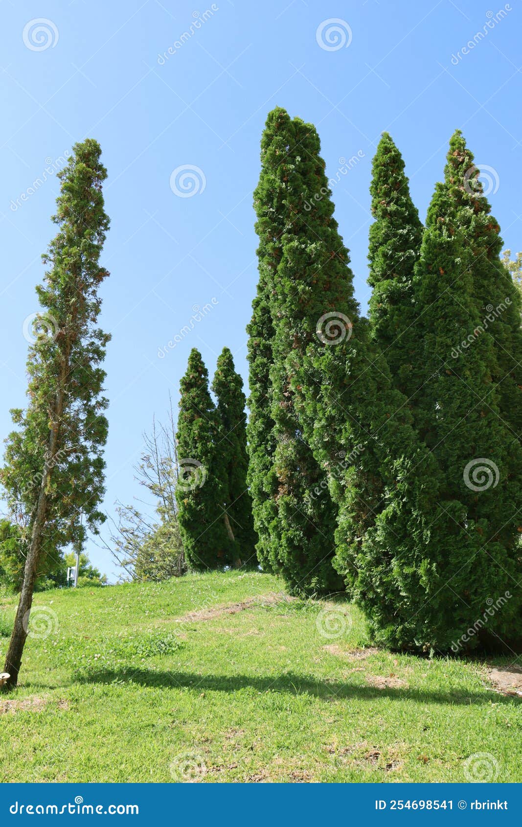 High trees stock image. Image of wood, garden, field - 254698541