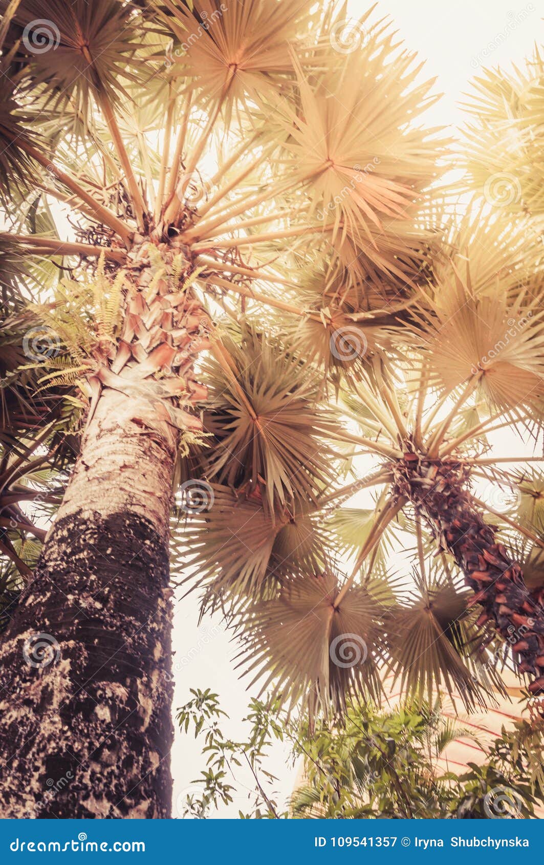 High Tropical Palm Trees. Bottom View Stock Image - Image of nature ...