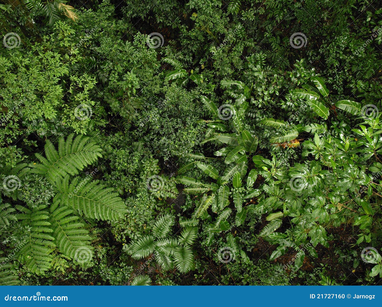 High up view of the jungle stock photo. Image of tropic - 21727160