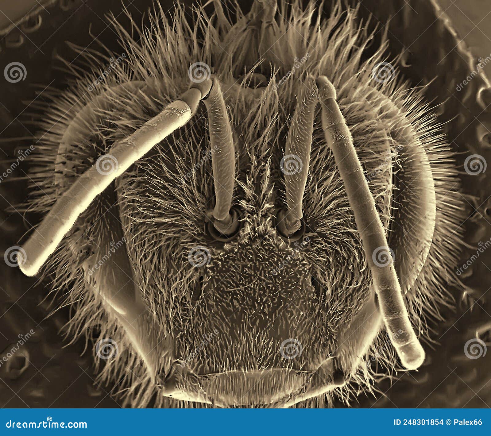 Electron Microscope Photo of a Bee Stock Photo - Image of medicine ...