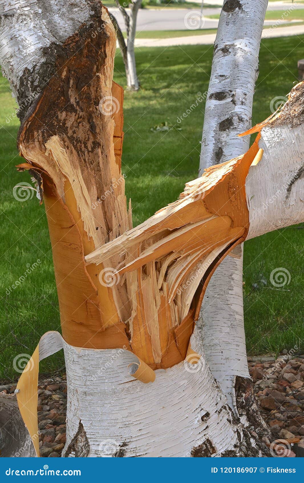 Weak Tornado Stock Photos - Free & Royalty-Free Stock Photos from ...