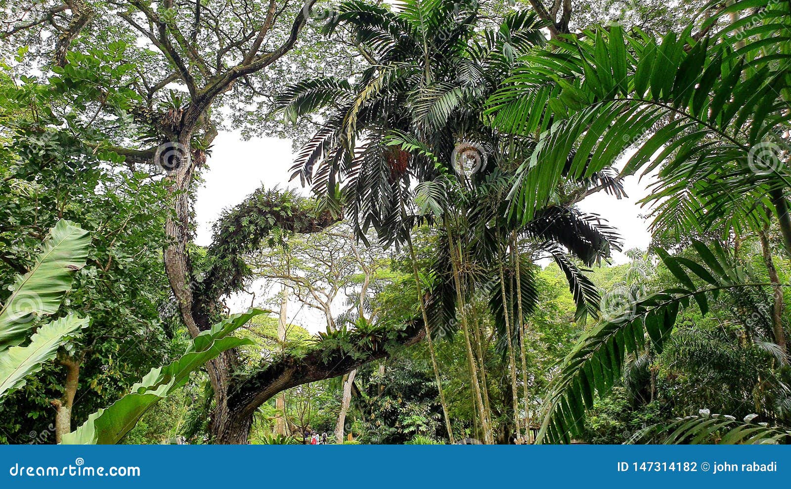 High view for a forest stock photo. Image of daytime - 147314182