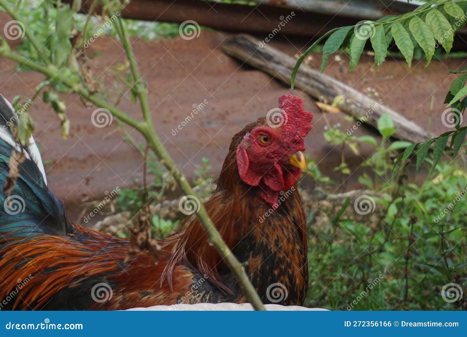 High View of Rooster with Red Crest among the Grass Stock Photo - Image ...