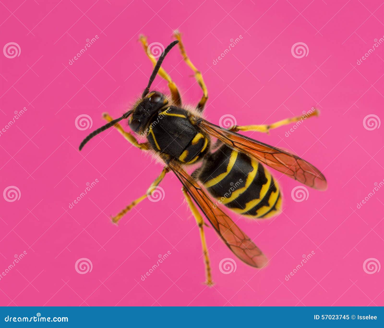 High view of a Wasp stock image. Image of insect, pink - 57023745