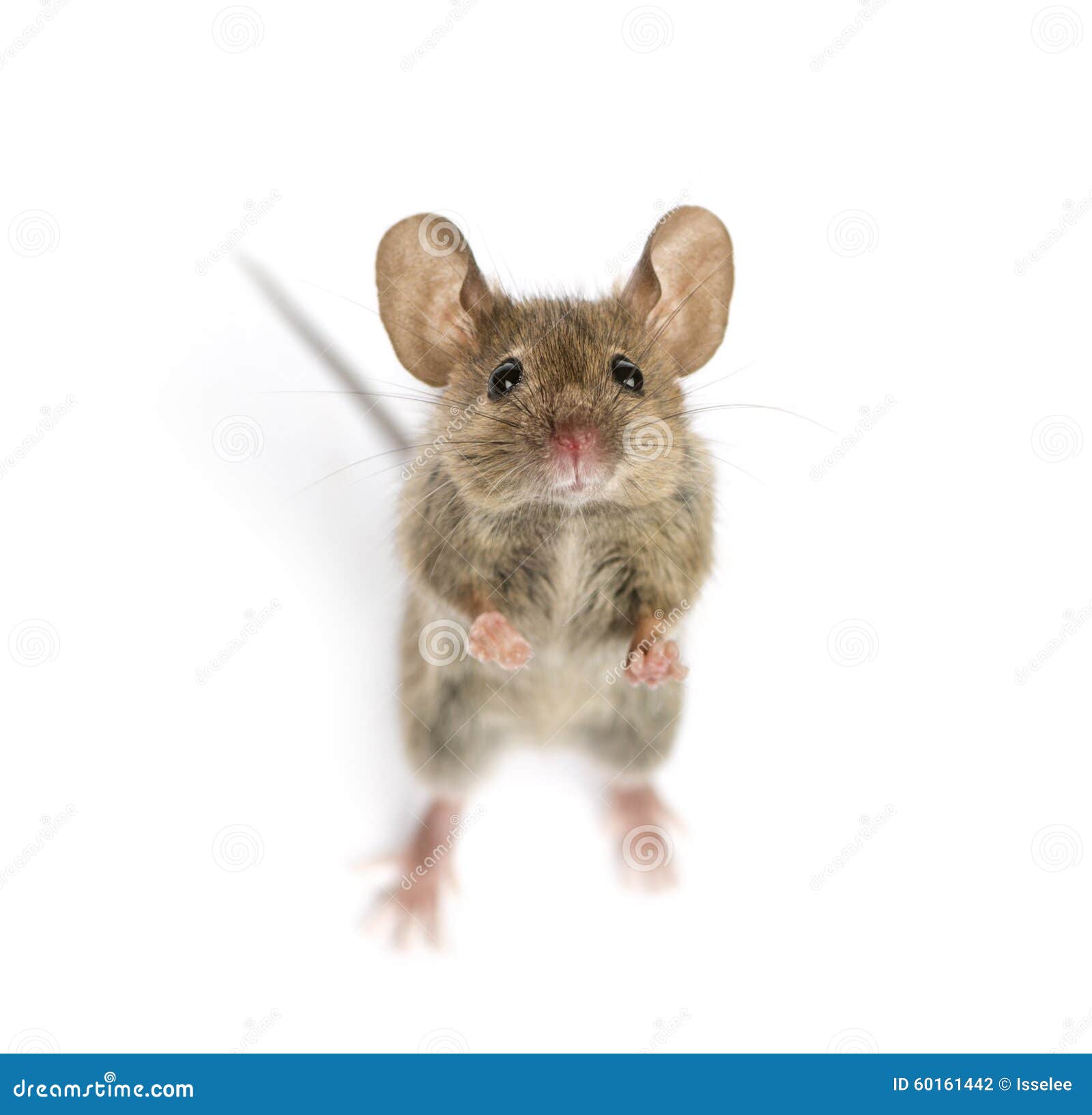 High View of a Wood Mouse Looking Up Stock Photo - Image of hind, bird ...