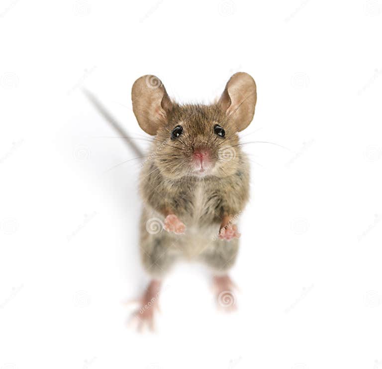 High View of a Wood Mouse Looking Up Stock Photo - Image of hind, bird ...