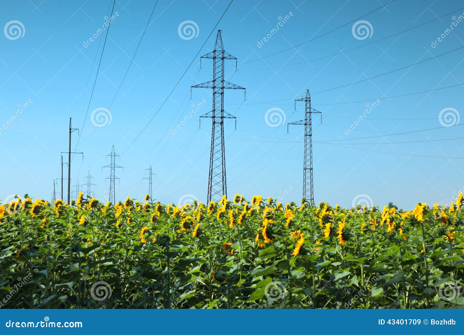 High-voltage Power Line in the Field of Sunflowers Stock Image - Image ...