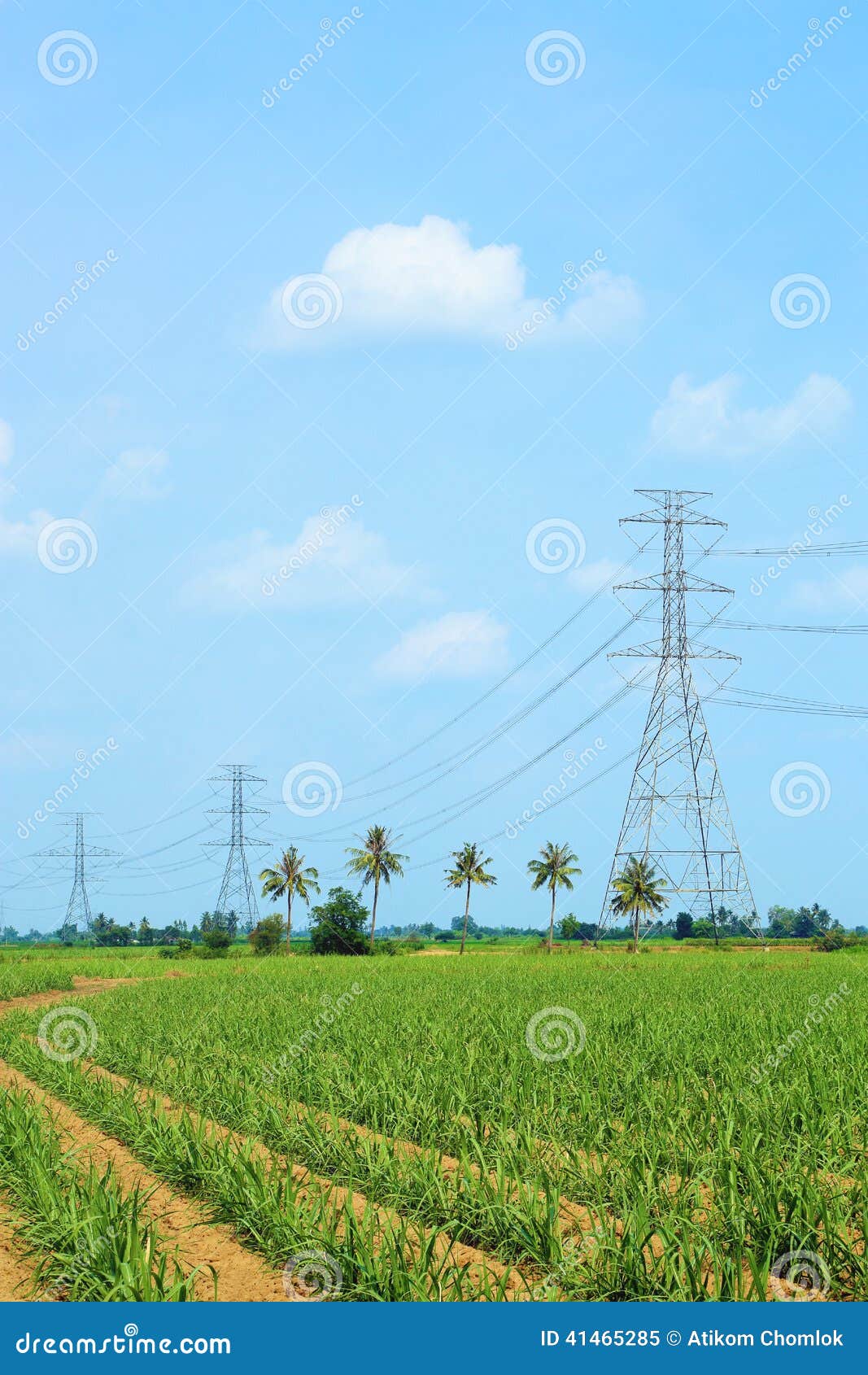 High Voltage Power Lines in Corn Field Stock Image - Image of ...