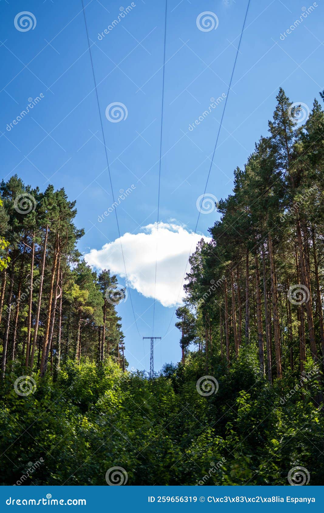 High Voltage Transmission Lines in a Green Landscape in Nature Stock ...