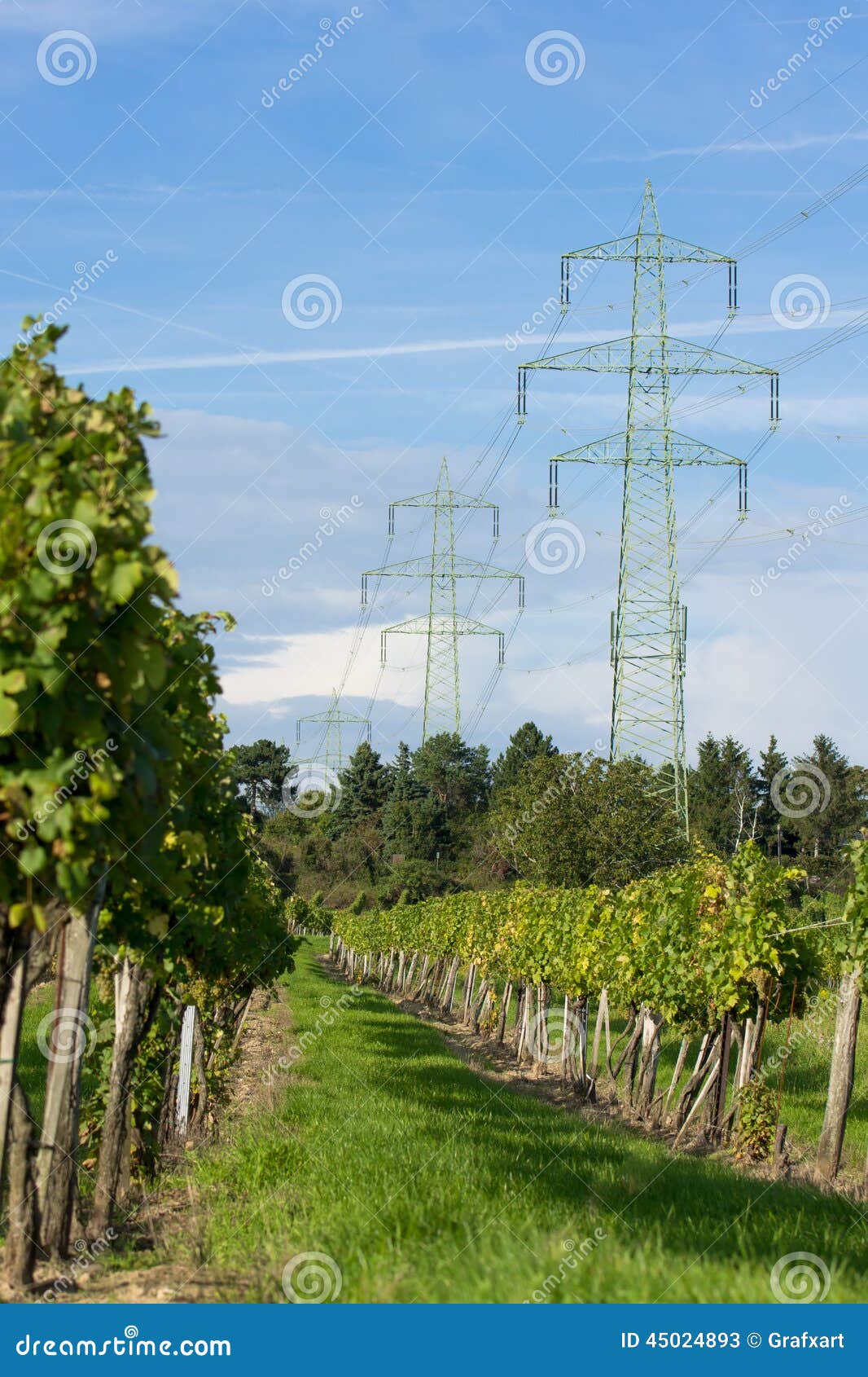 High Voltage Wires and Vineyard Stock Image - Image of organic ...