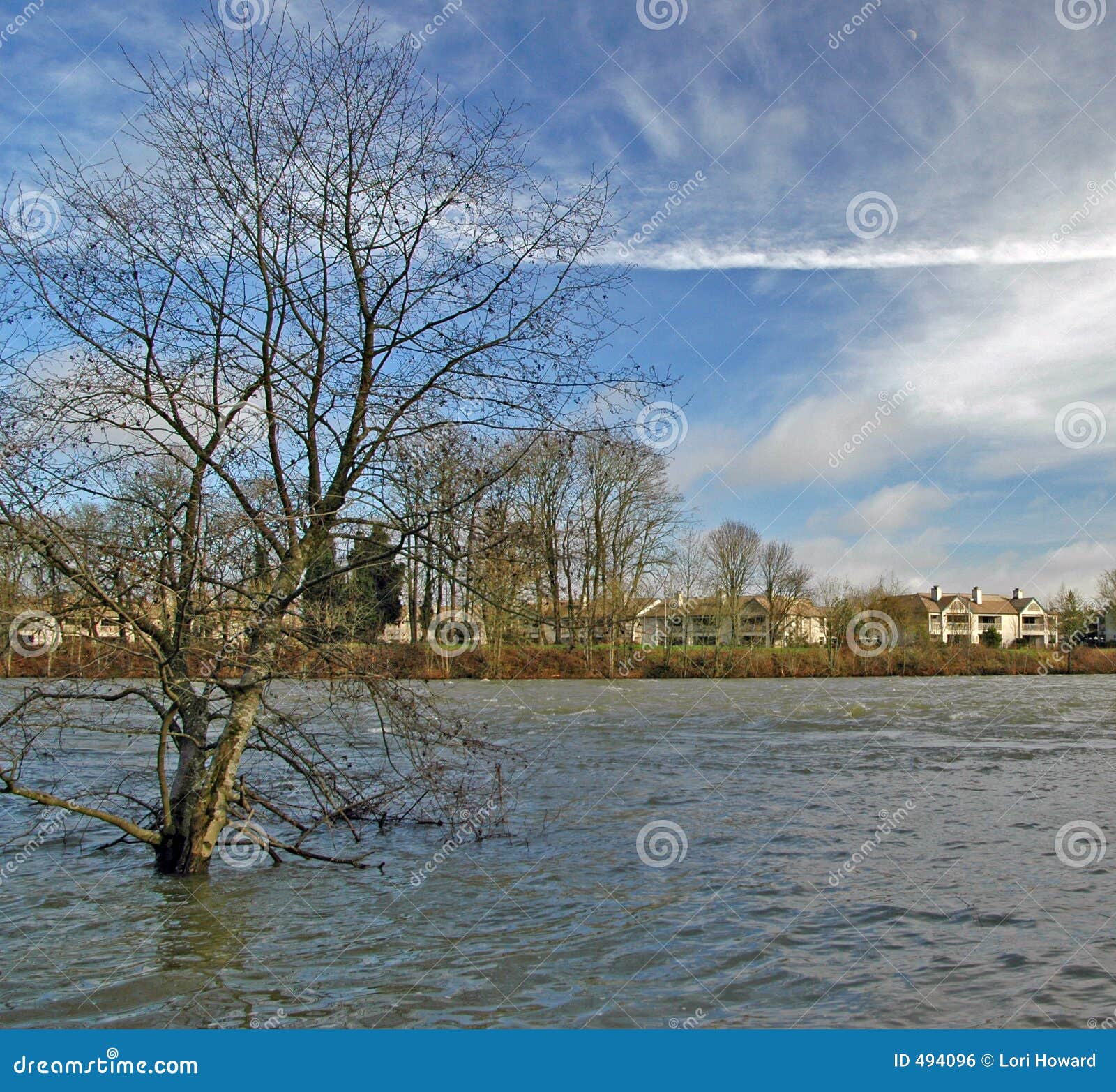 High Water stock photo. Image of trees, northwest, trunk - 494096