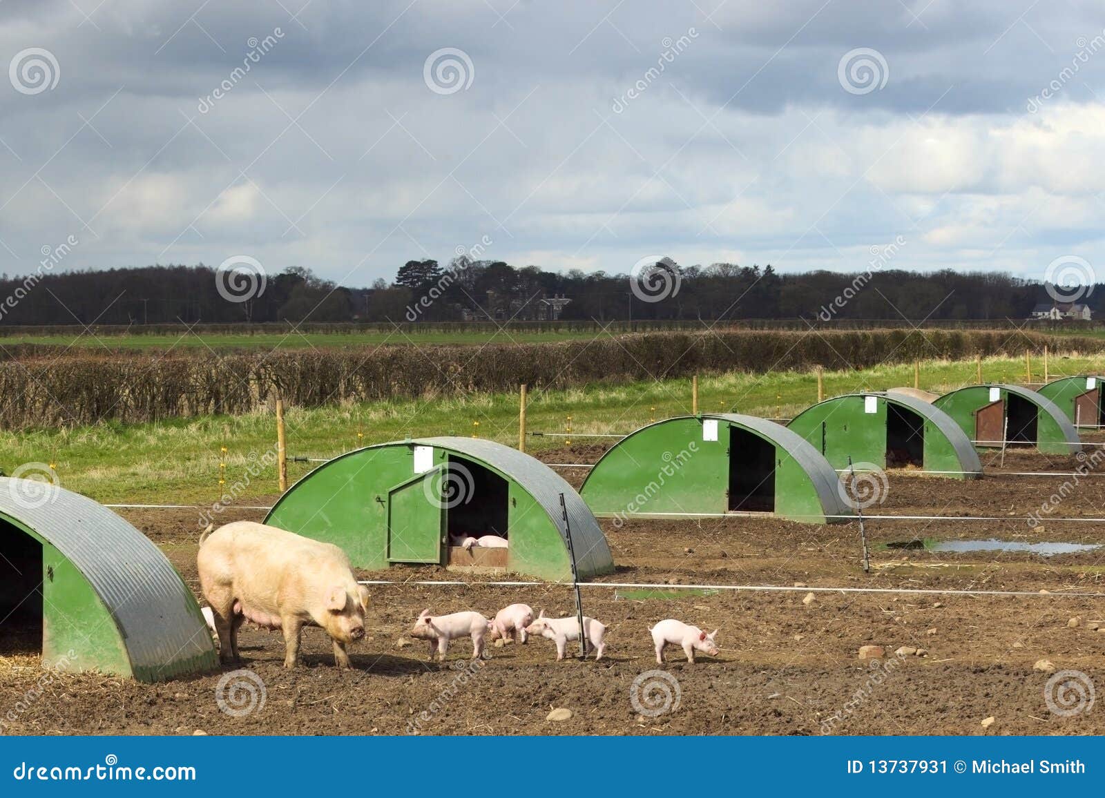 High welfare pigs stock image. Image of farming, springtime - 13737931