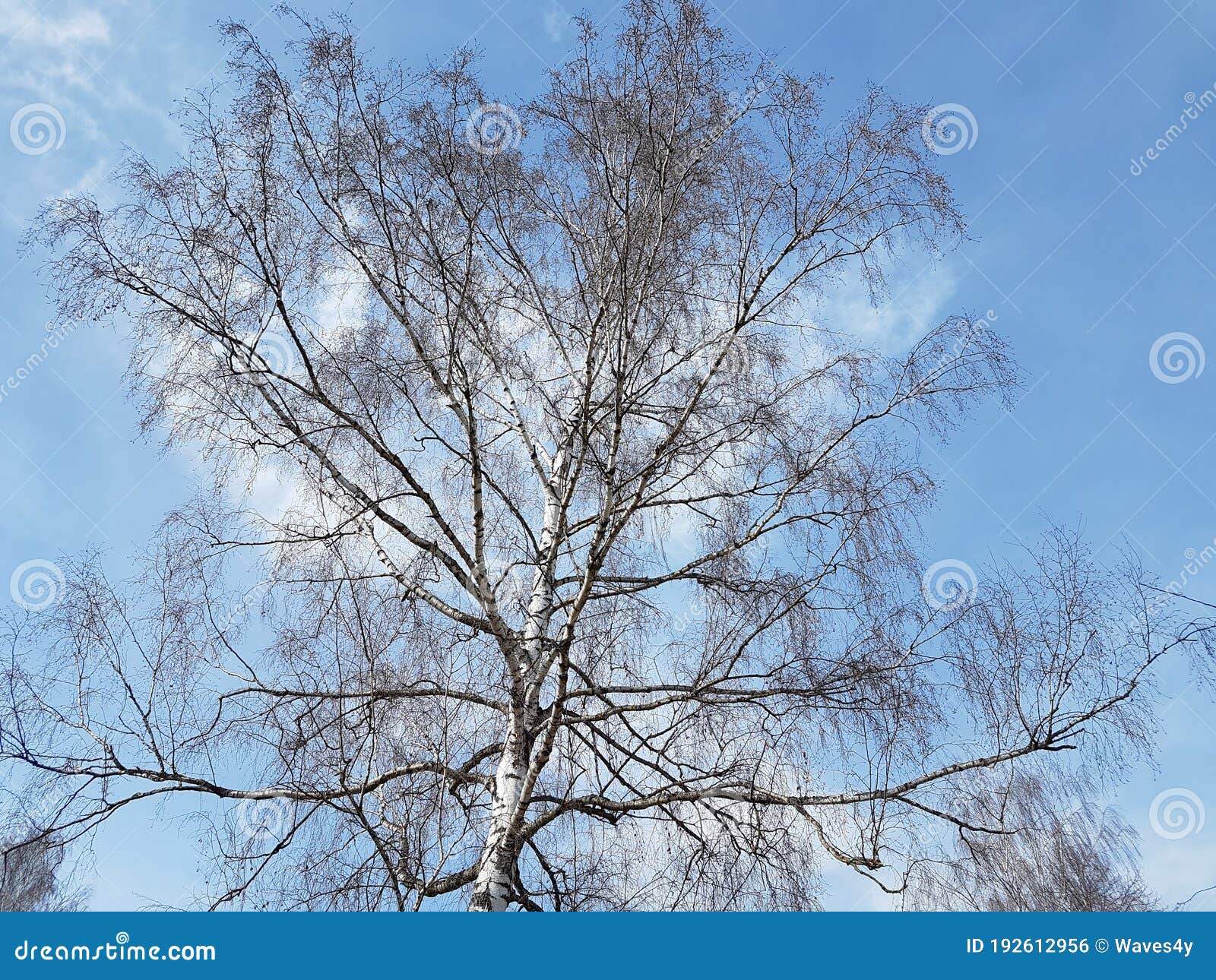 High White Birch Tree with Picturesque Blue Sky and Light Clouds on ...