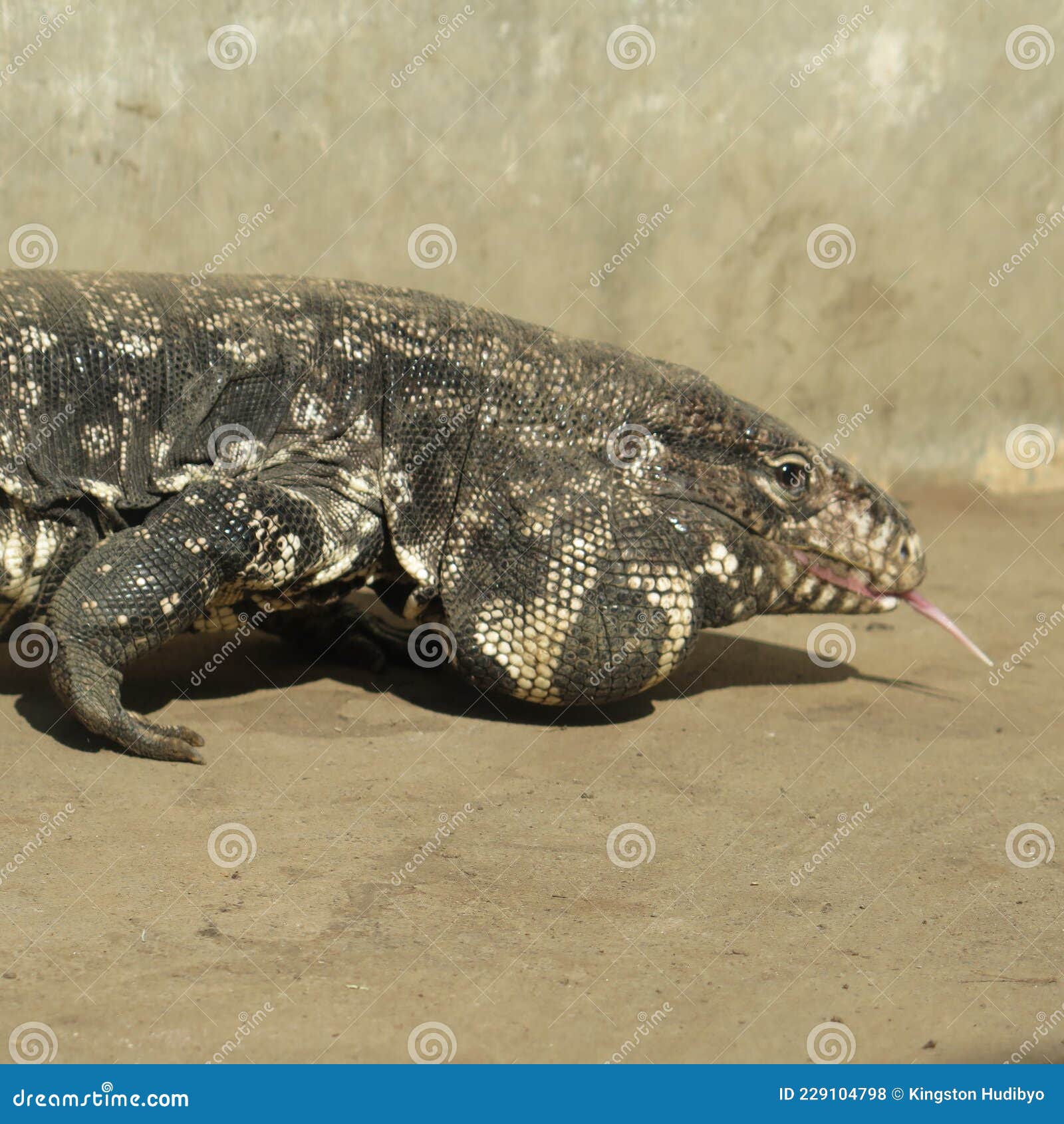 High White Tegu Lizard Exotic Wildlife Stock Photo - Image of animal ...