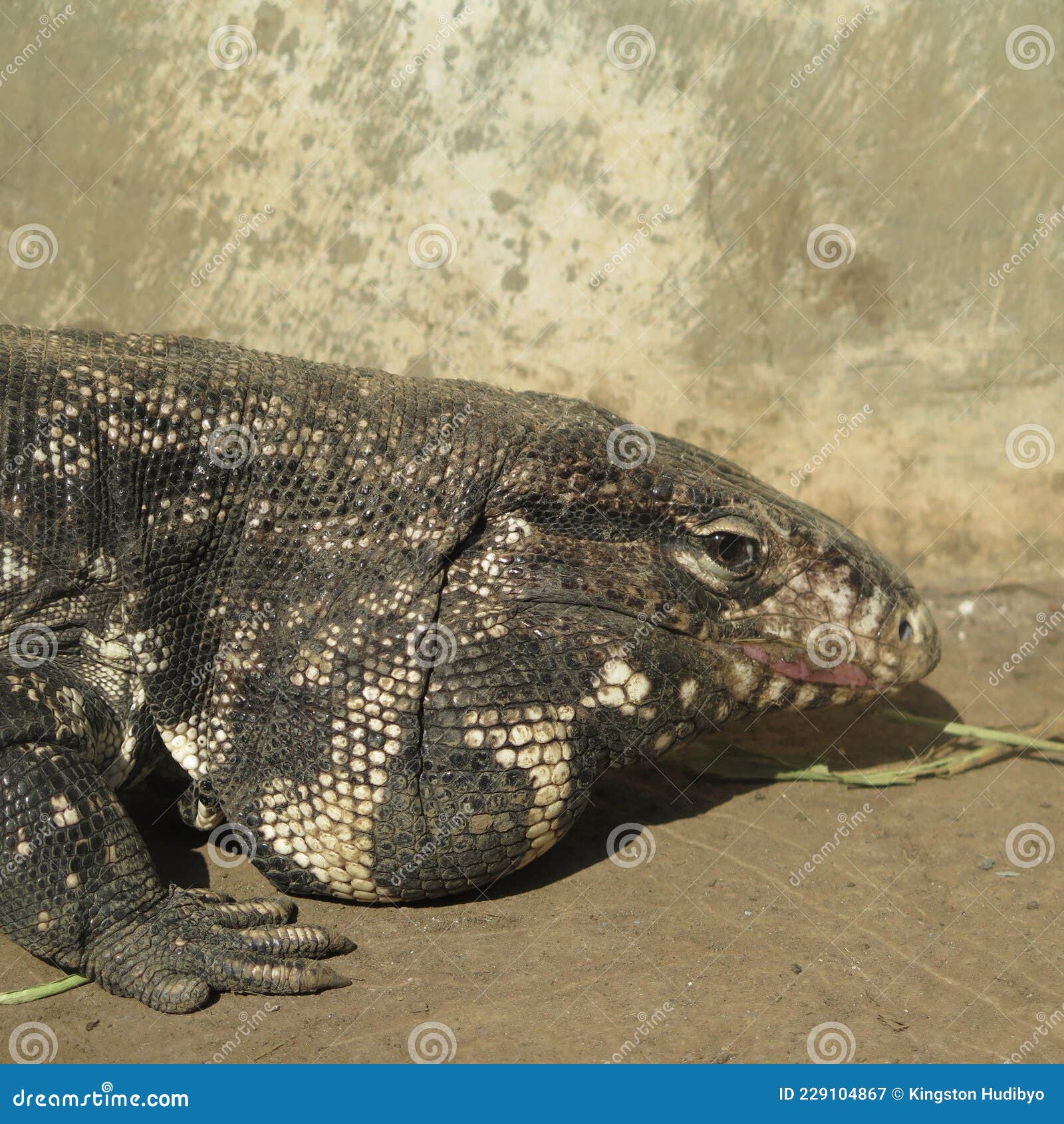 High White Tegu Lizard Exotic Wildlife Stock Image - Image of snake ...