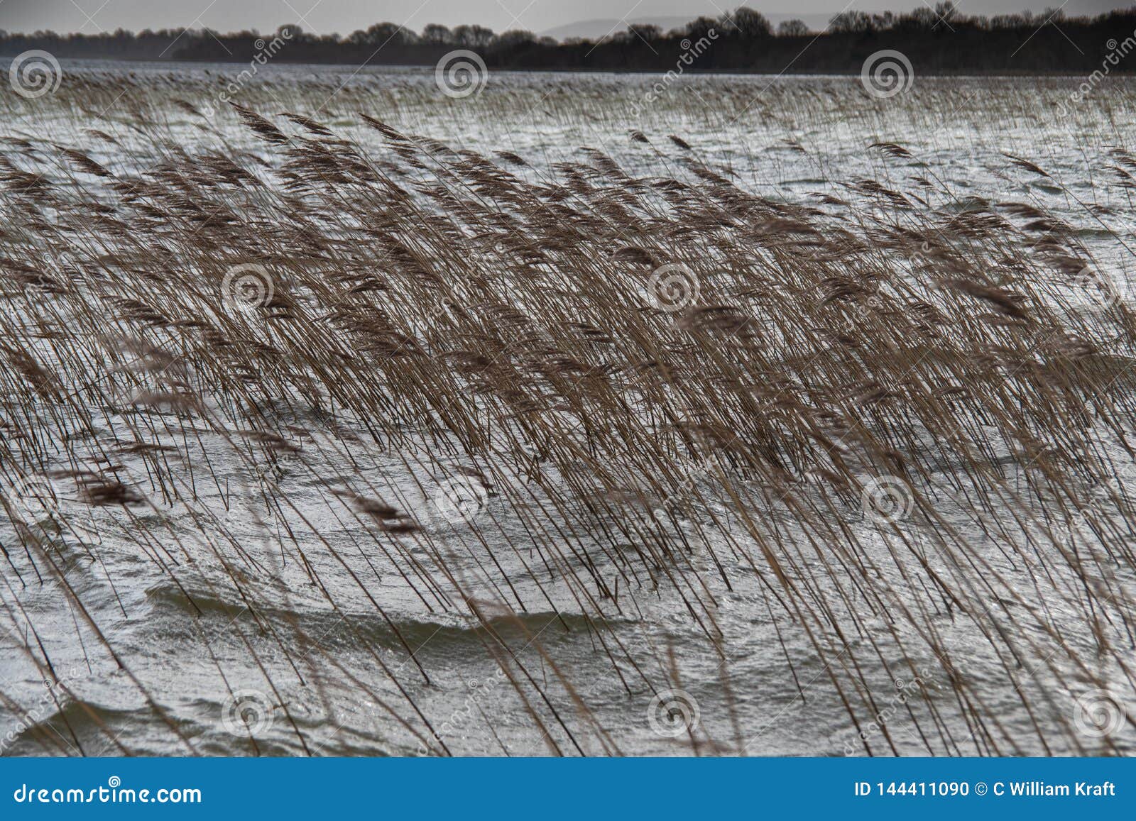 Windswept Reeds Along the West Coast of Ireland Stock Photo - Image of ...