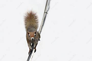 High Wire Act, in the Balance! Stock Image - Image of tightrope, tail ...