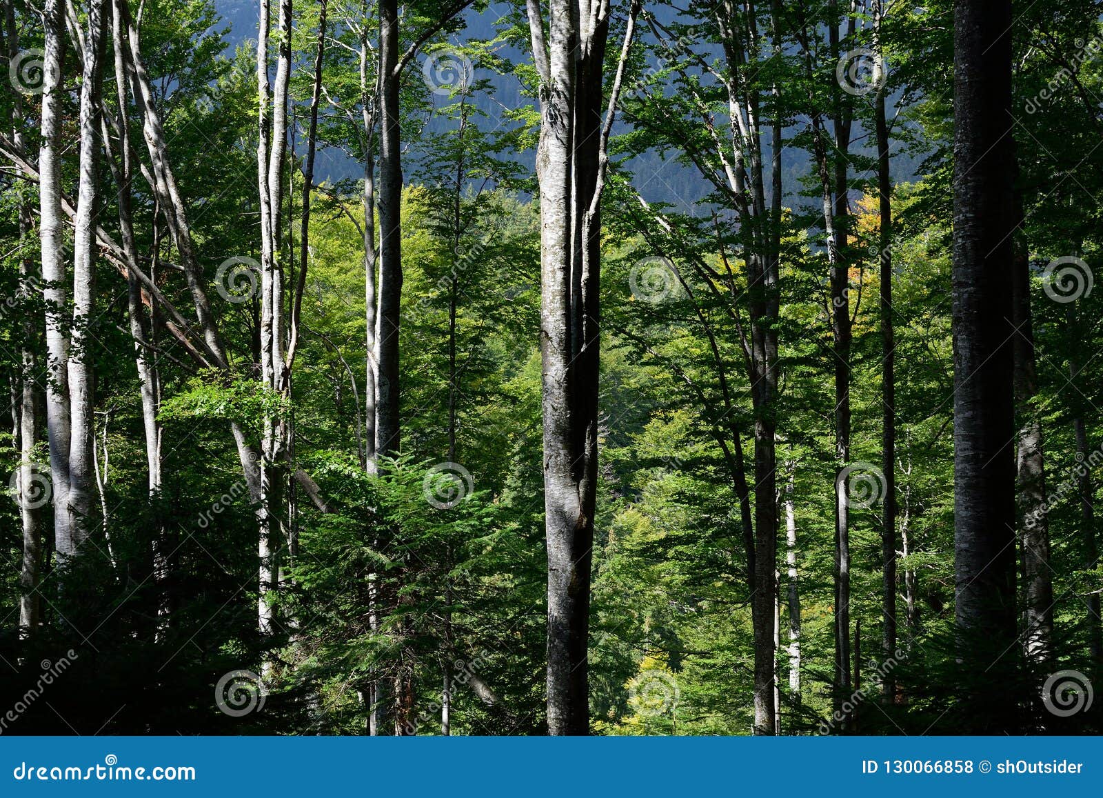 High into the woods stock photo. Image of enlighten - 130066858