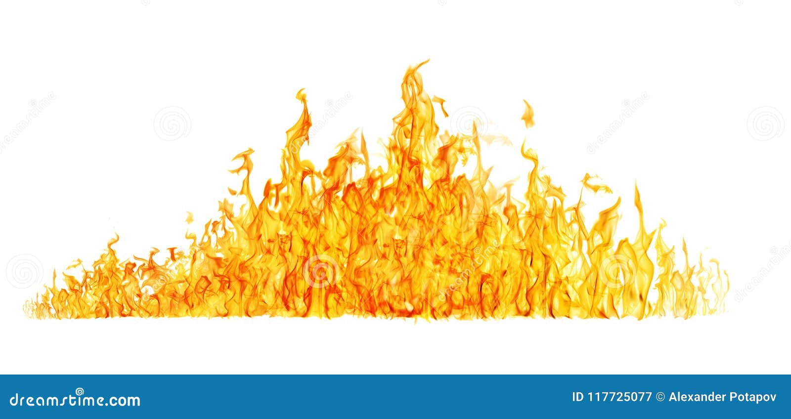 Yellow Flame Or Desert Grevillea Grevillea Eriostachya Growing In The ...