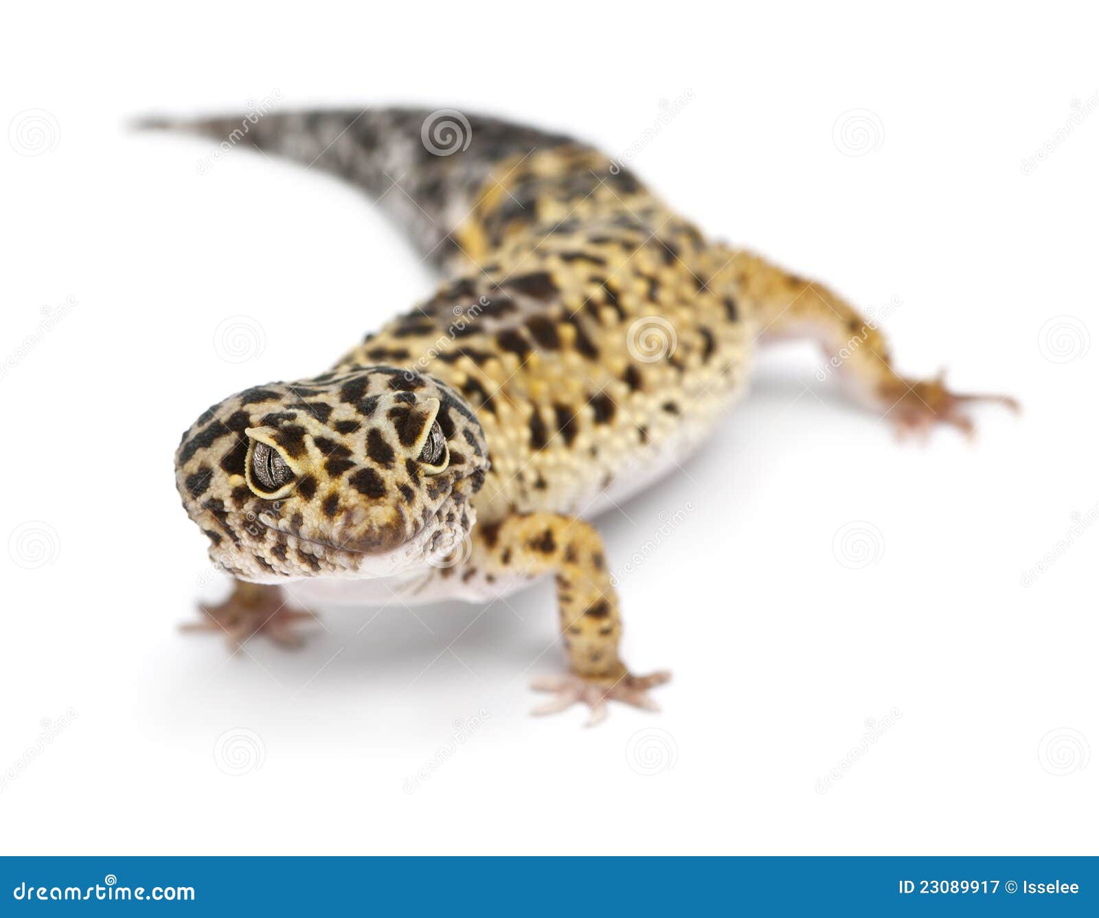 Yellow Leopard Gecko On White Background Royalty-Free Stock Image ...