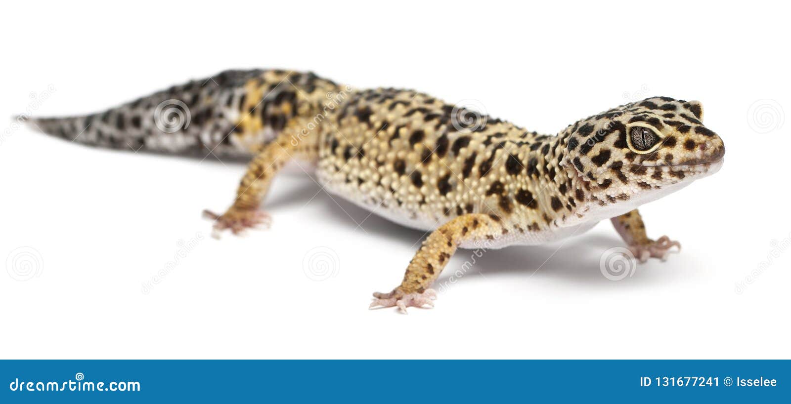 High Yellow Leopard Gecko Baby