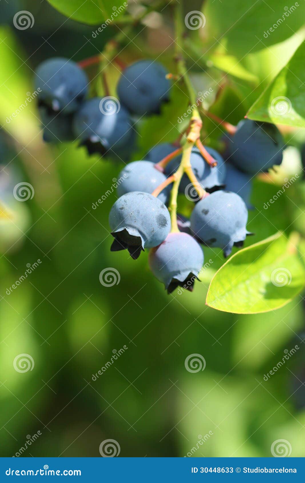 Highbush blueberries stock image. Image of garden, food - 30448633