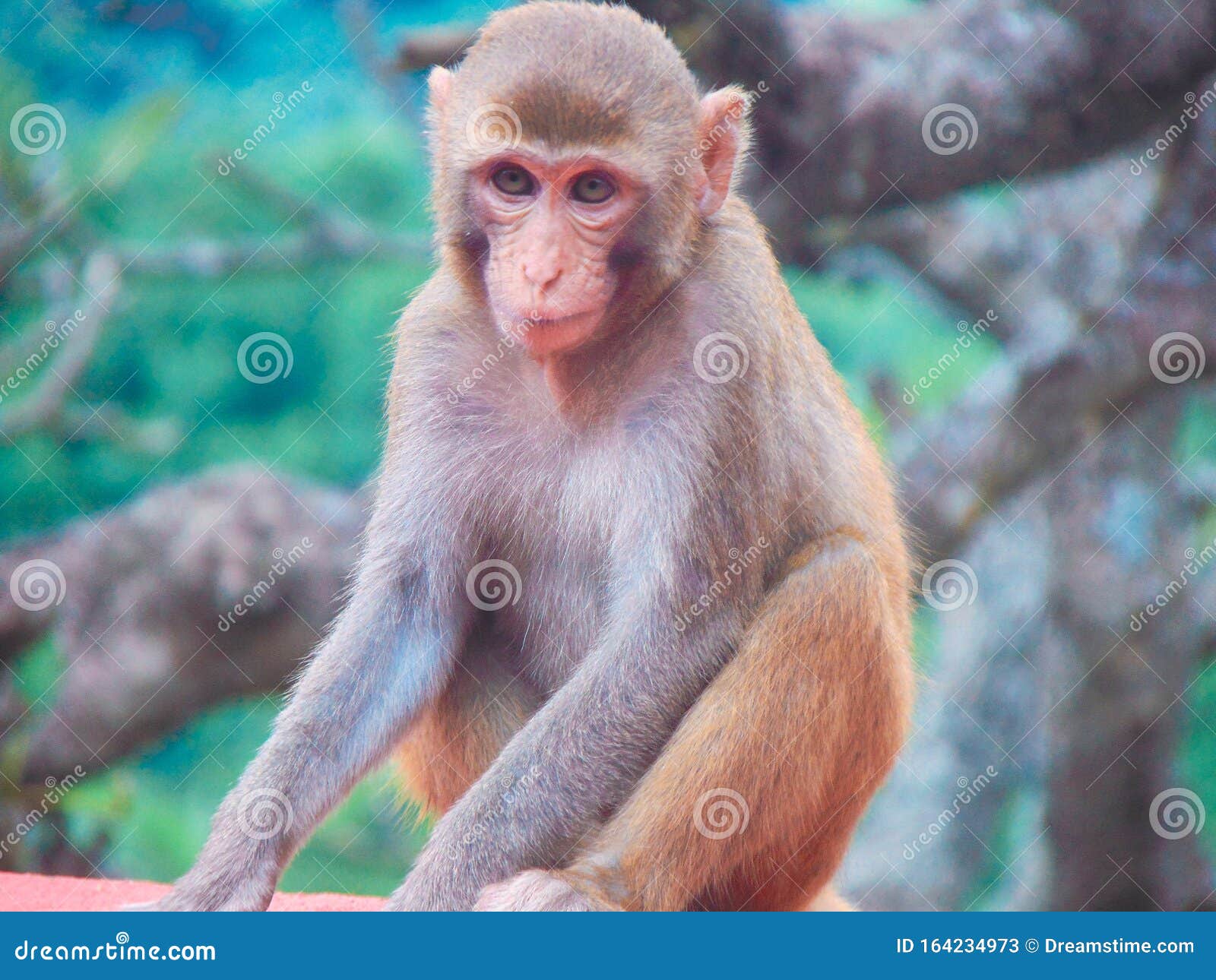 Higher a Monkey Climbs,the More You See of it& X27;s Behind. Stock ...