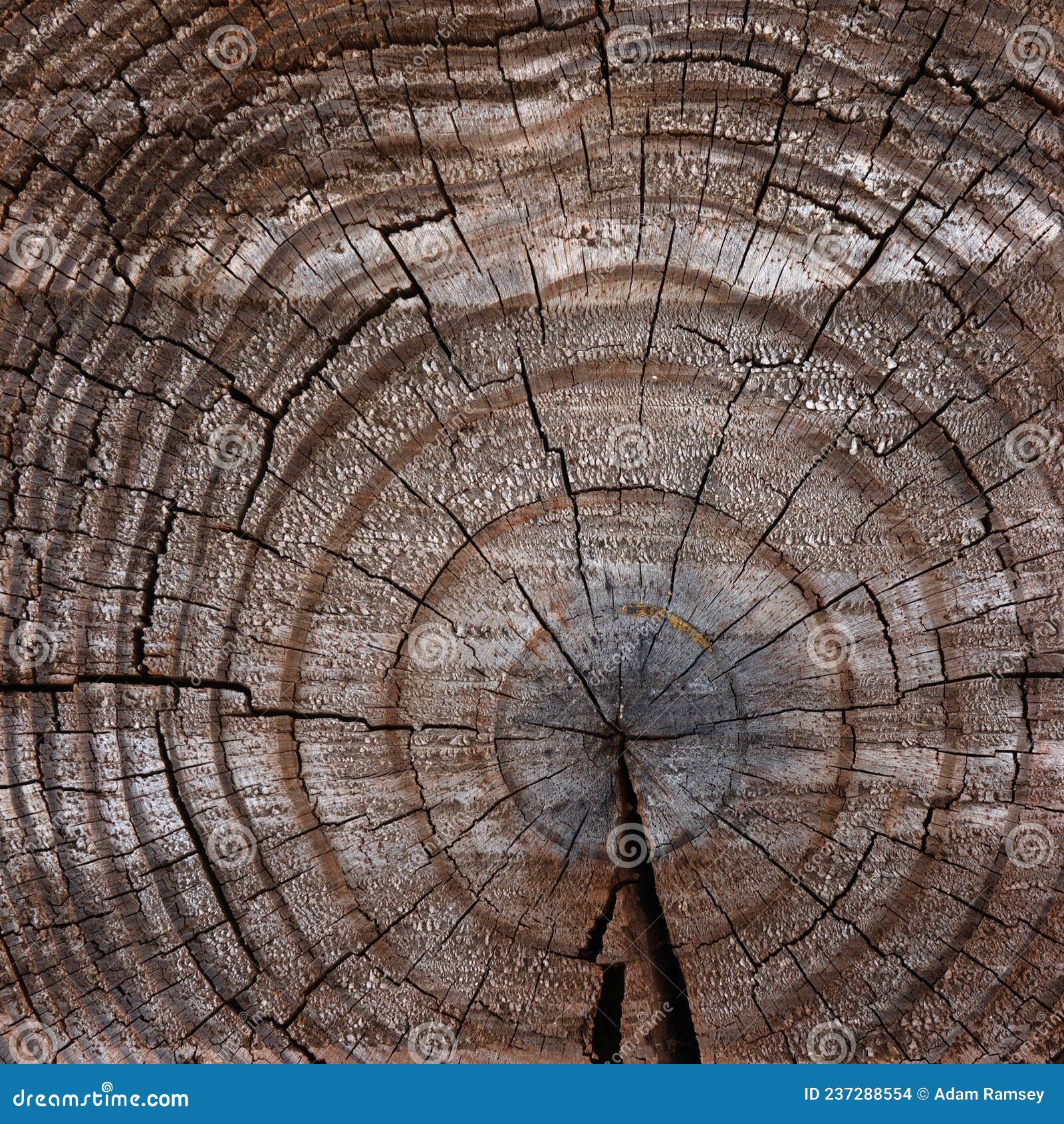 Higher Resolution Image of a Log with Many Cracks in it Stock Photo ...