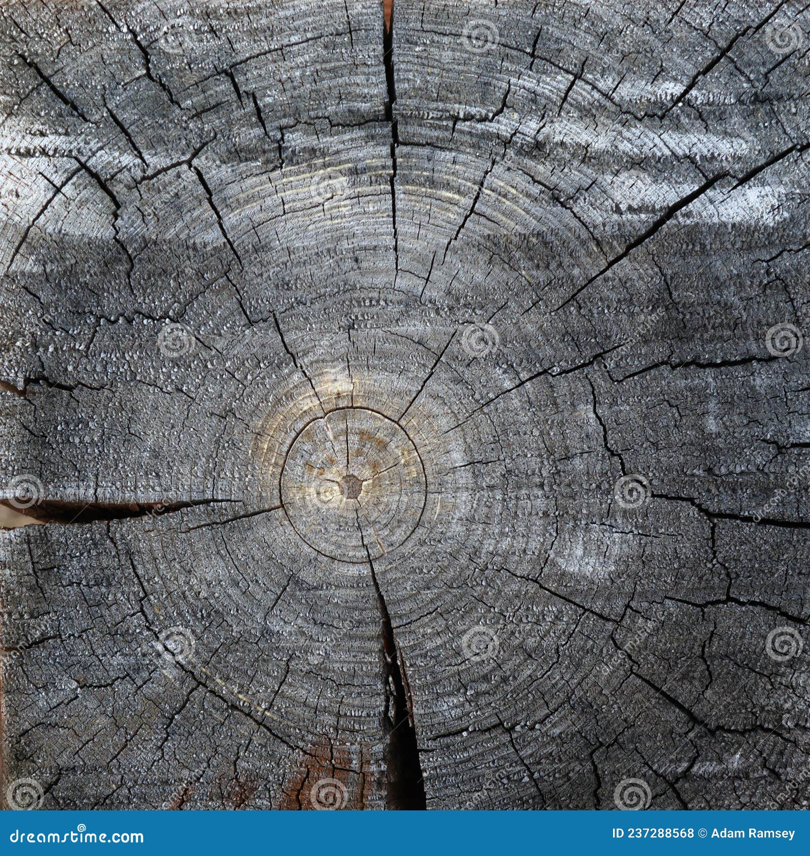 Higher Resolution Image of a Log with Many Cracks in it Stock Photo ...