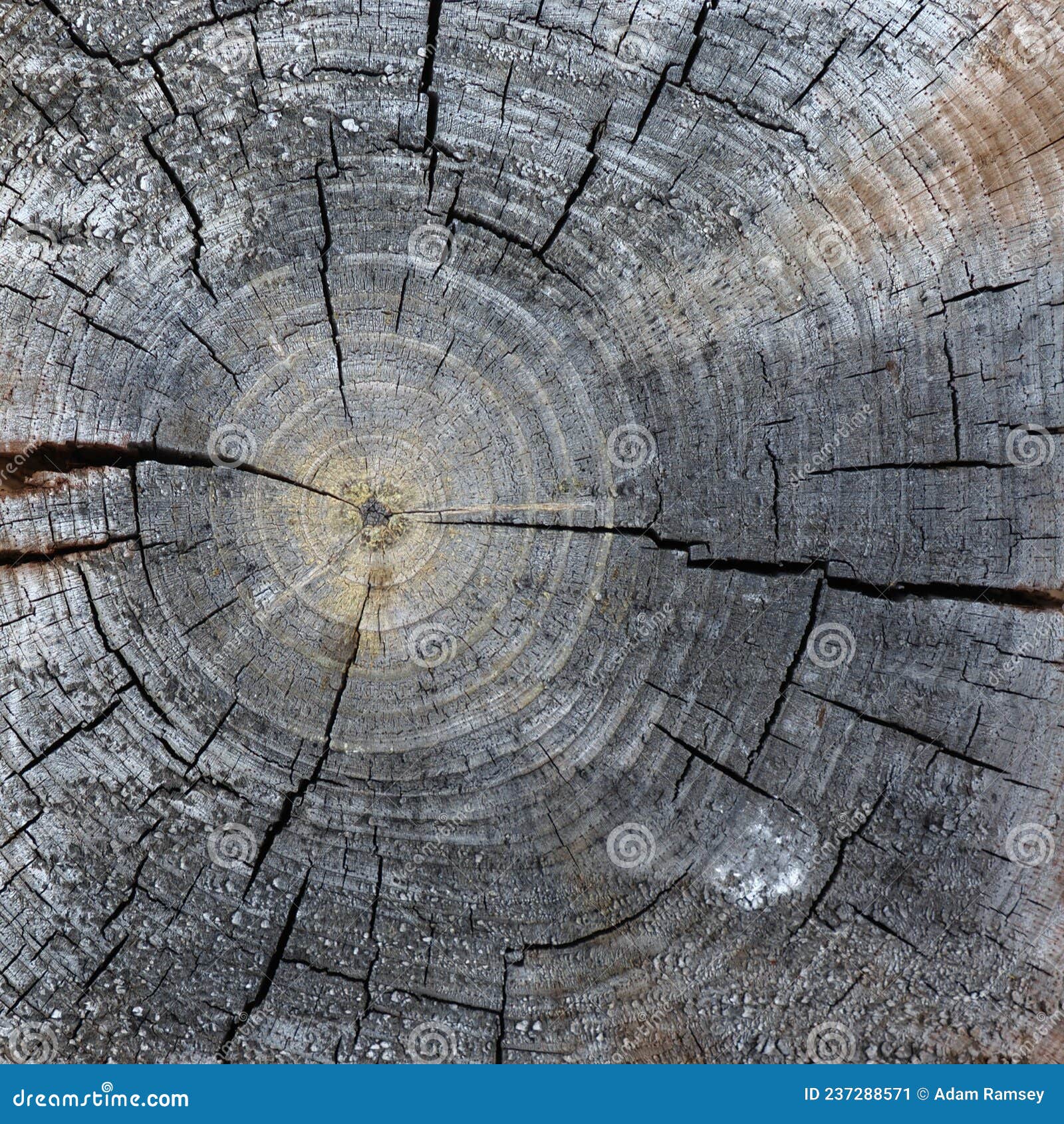 Higher Resolution Image of a Log with Many Cracks in it Stock Image ...