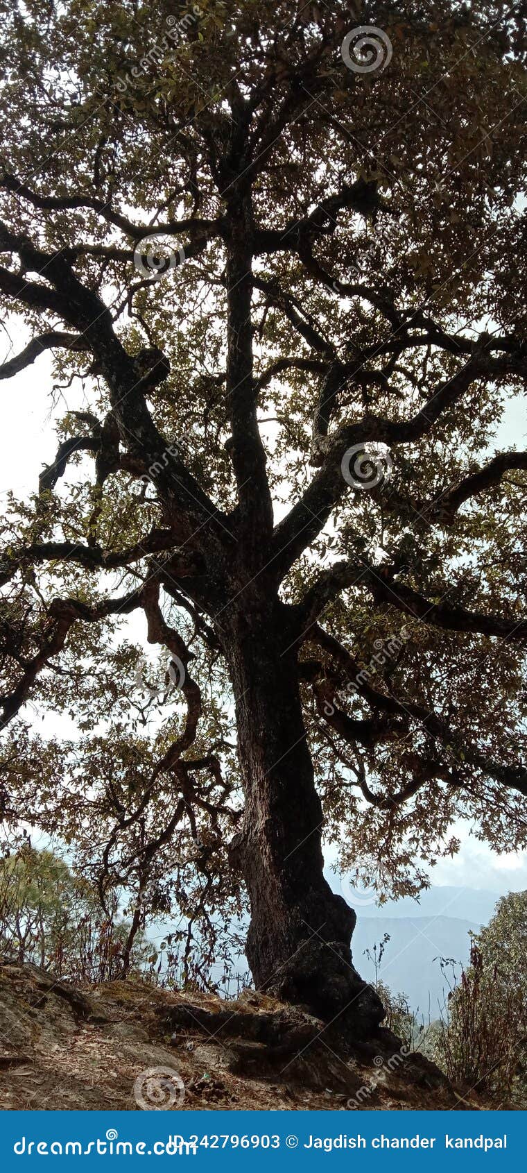 Highest Tree in India Very Ancient Times Stock Image - Image of trunk ...