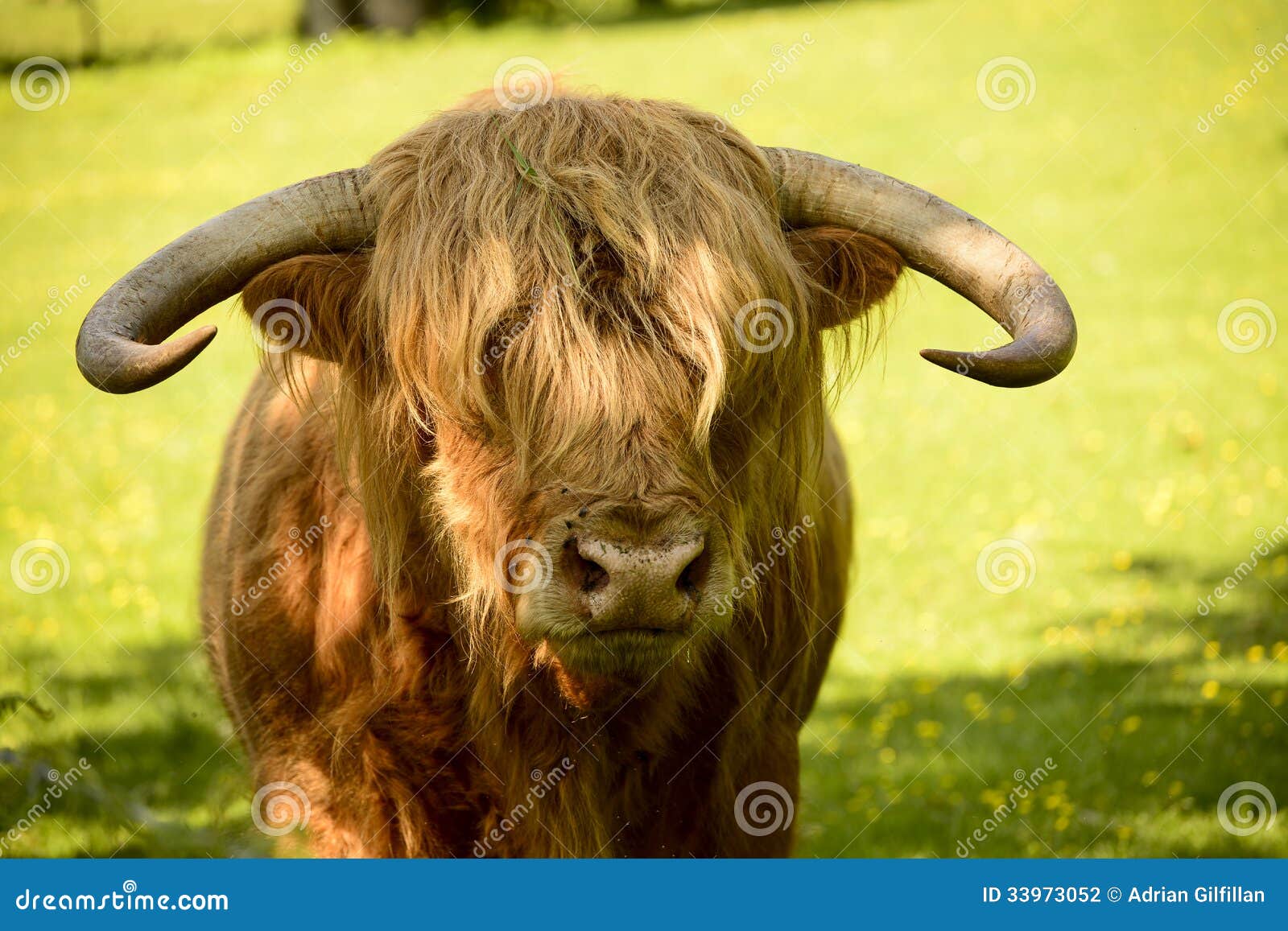 Highland Bull With A Very Long Tuft Of Reddish Brown Hair On A Cattle ...
