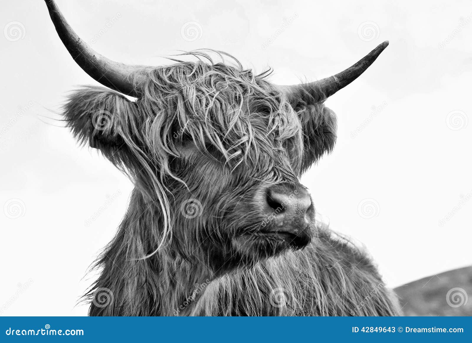 Highland Bull With A Very Long Tuft Of Reddish Brown Hair On A Cattle ...