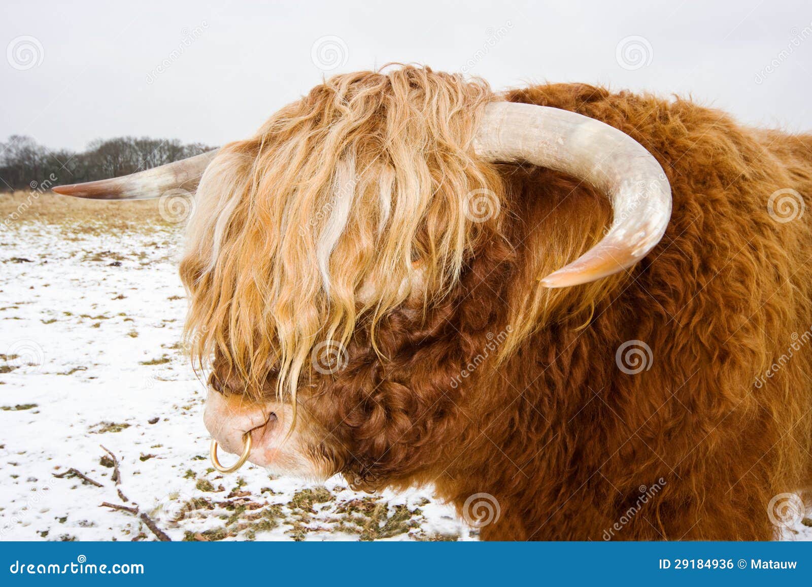 Highland Bull With A Very Long Tuft Of Reddish Brown Hair On A Cattle ...