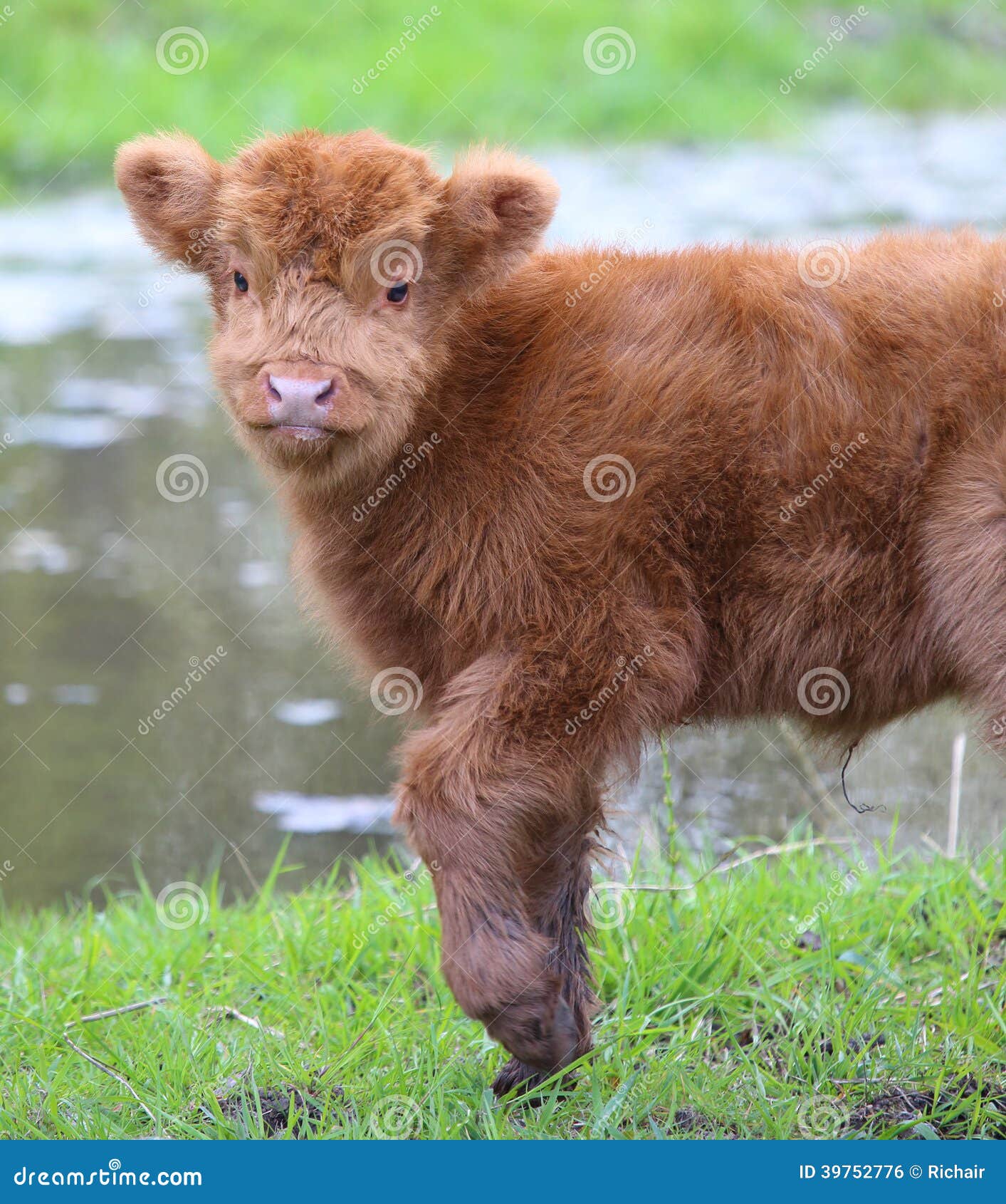 Highland Calf Lifting Front Leg Stock Photo - Image of calf, warm: 39752776