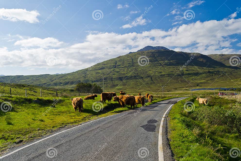 Highland Cattle stock image. Image of animal, highlands - 24405909