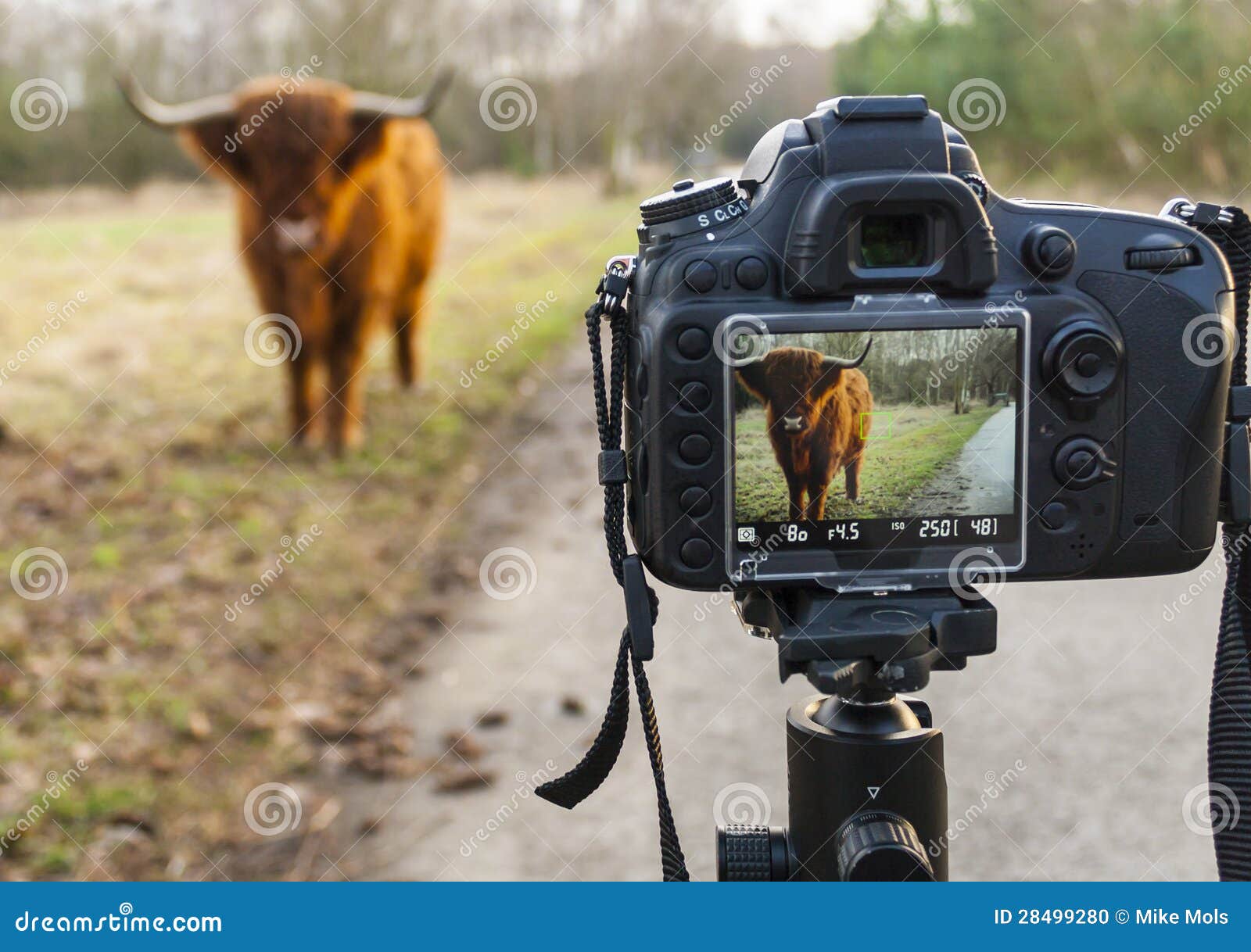 Highland cattle stock photo. Image of camera, cattle - 28499280