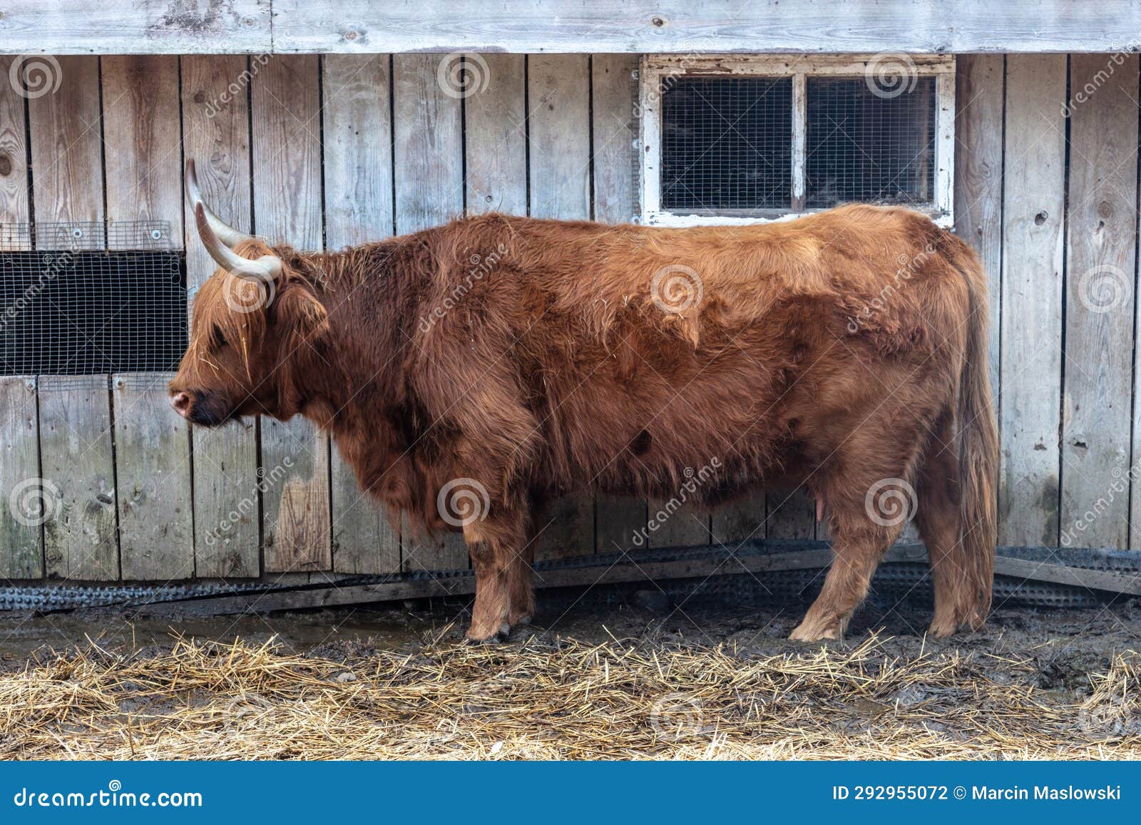 Highland Cattle, Beautiful Cattle with Large Antlers, Side View Stock ...