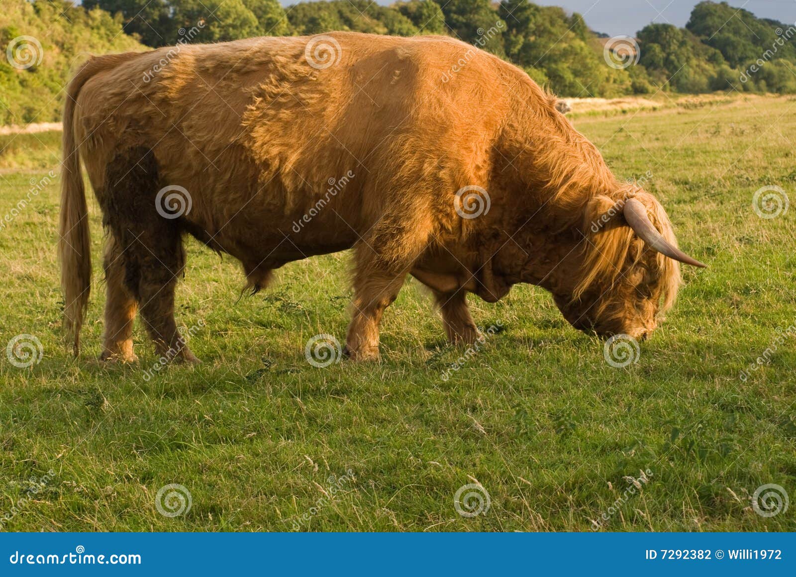 Highland Cattle Bull Grazing Stock Photo - Image of hairy, graze: 7292382
