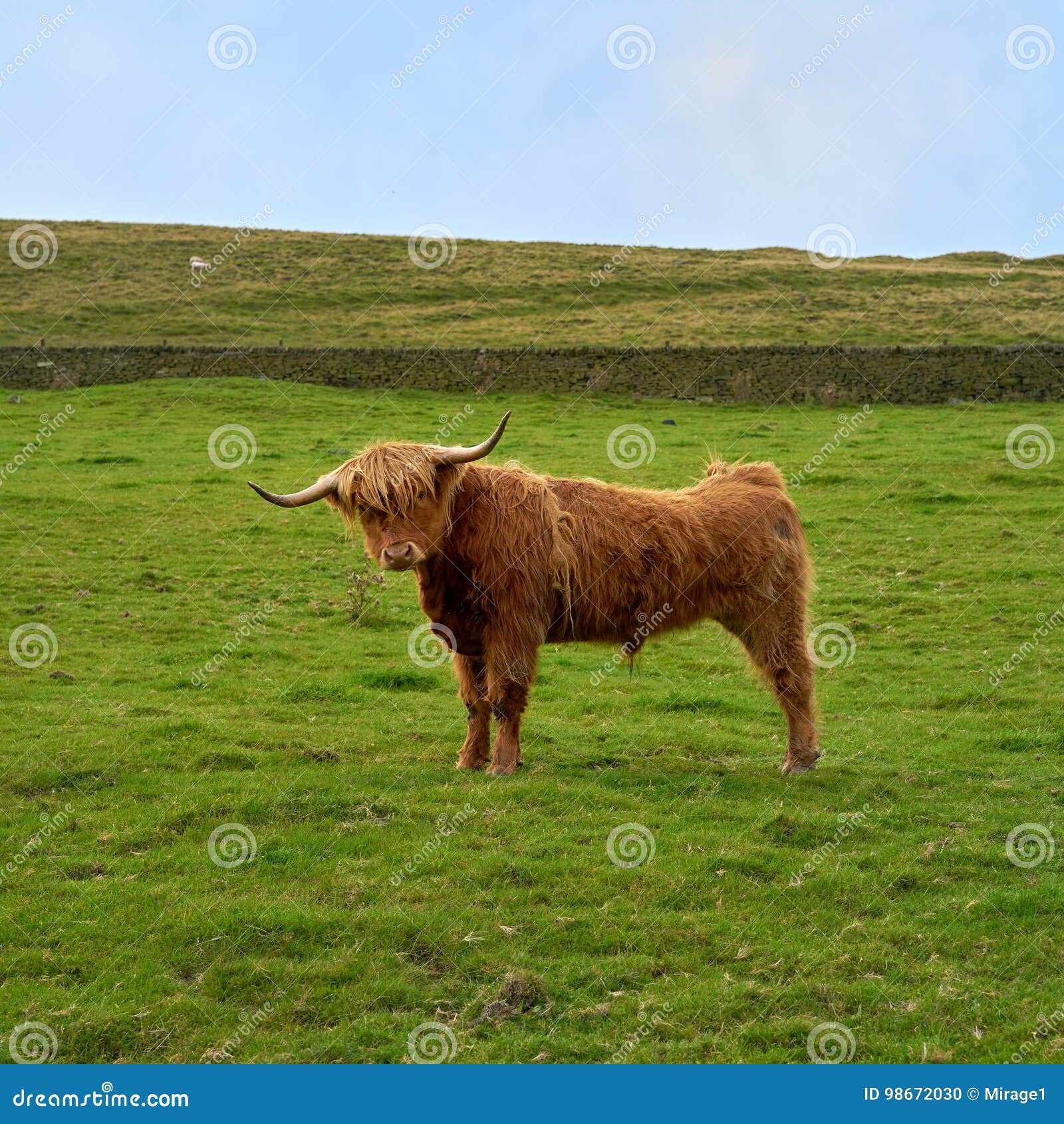 Highland Cattle Bull stock photo. Image of scots, angus - 98672030