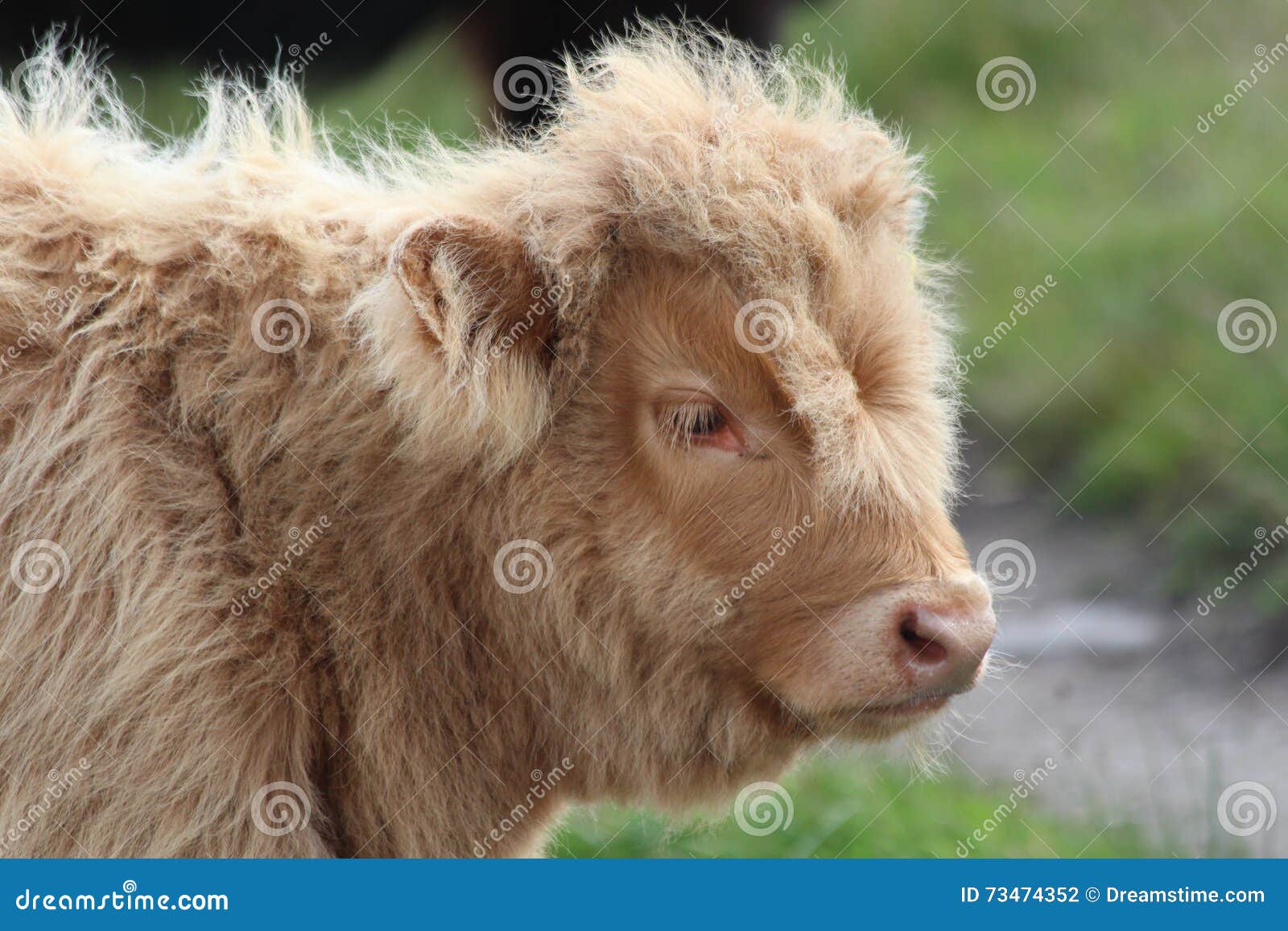 Highland Cattle Calf stock photo. Image of farm, offspring - 73474352