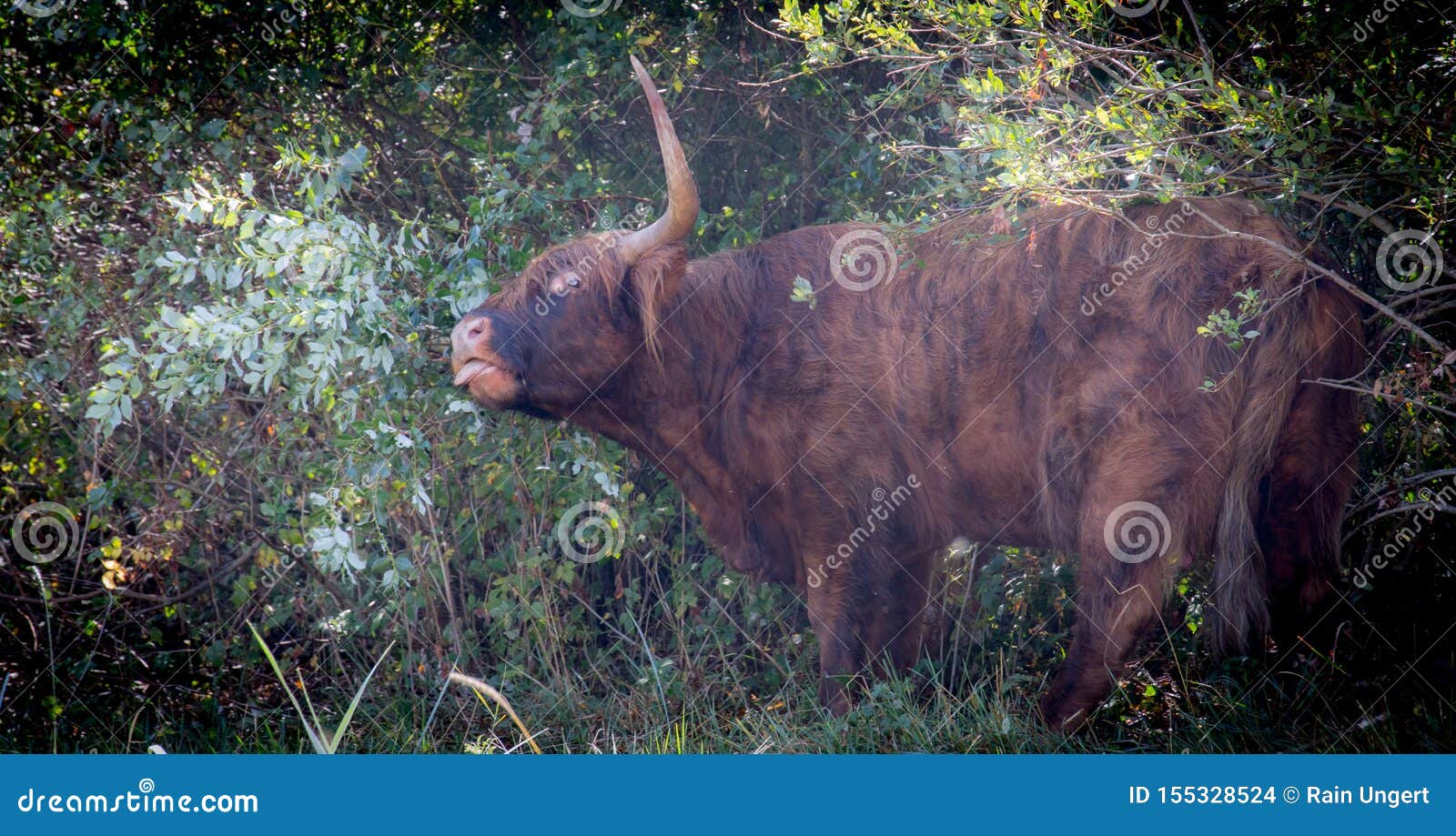 Highland Cattle Cow Looking Weird Stock Photo - Image of livestock ...