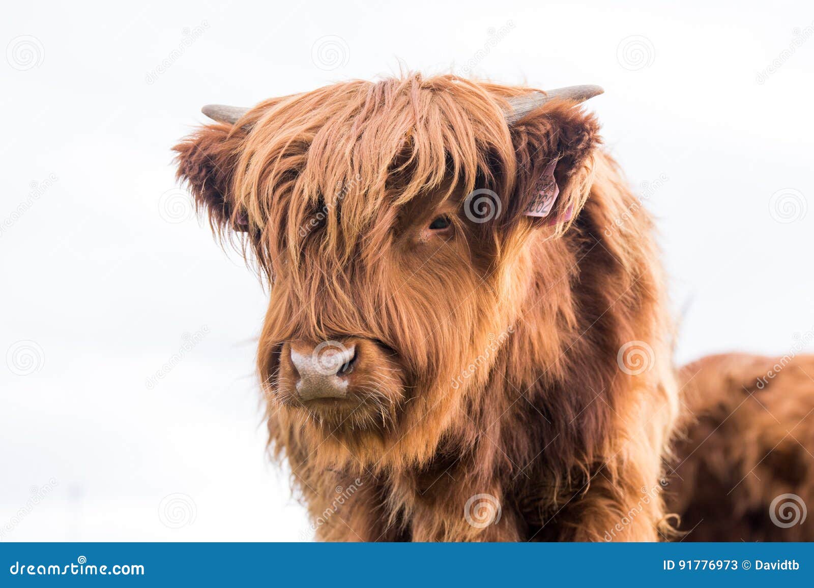 Highland cattle cow. stock image. Image of cattle, curly - 91776973