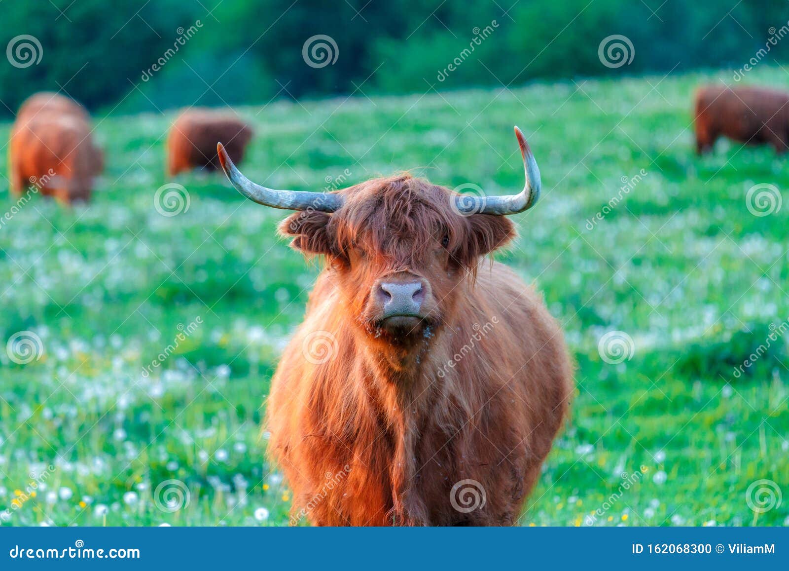 Highland Cattle, Cow with Herd on a Grassy Meadow Stock Photo - Image ...
